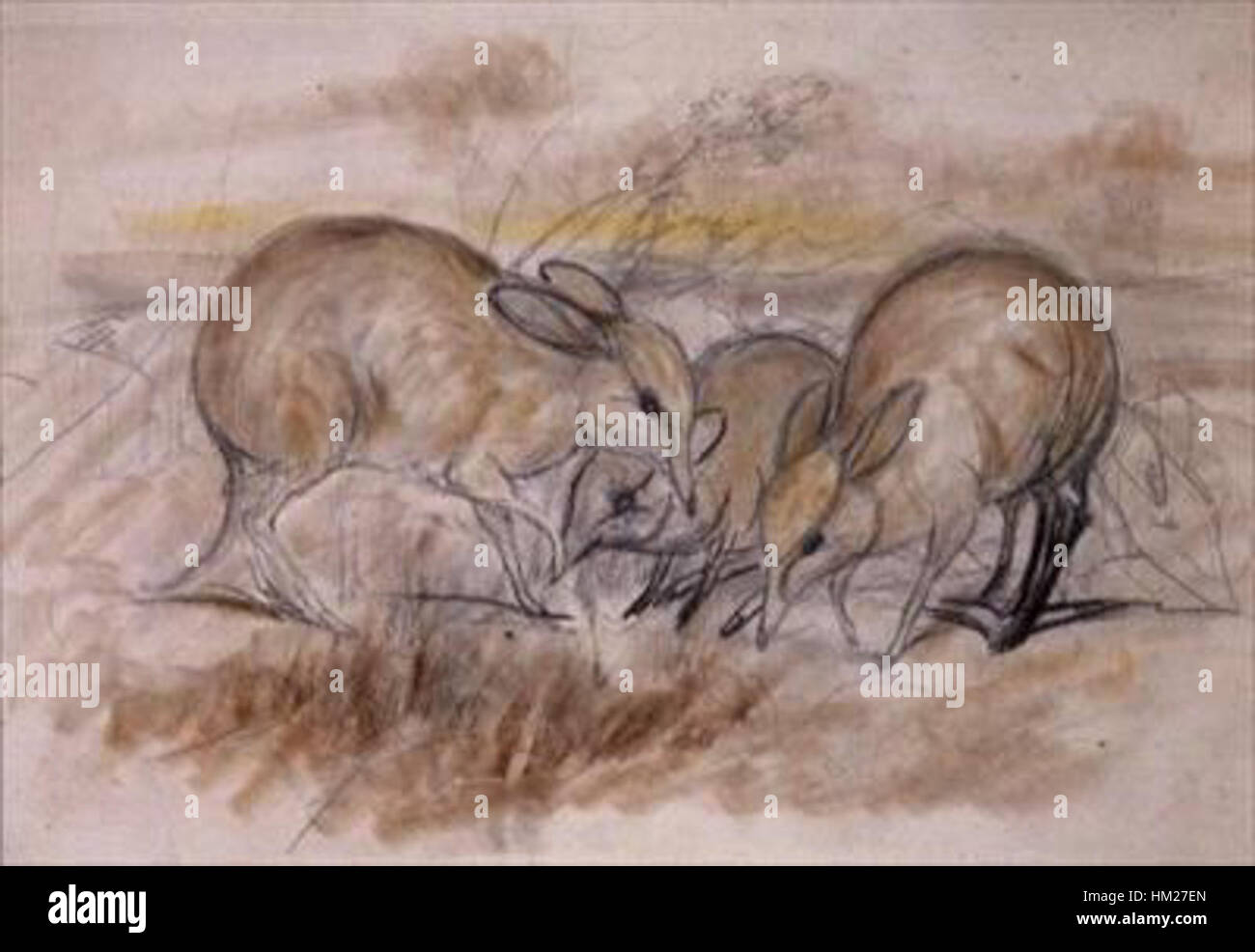 John Gould, Pig-footed Bandicoot (19th century Stock Photo - Alamy