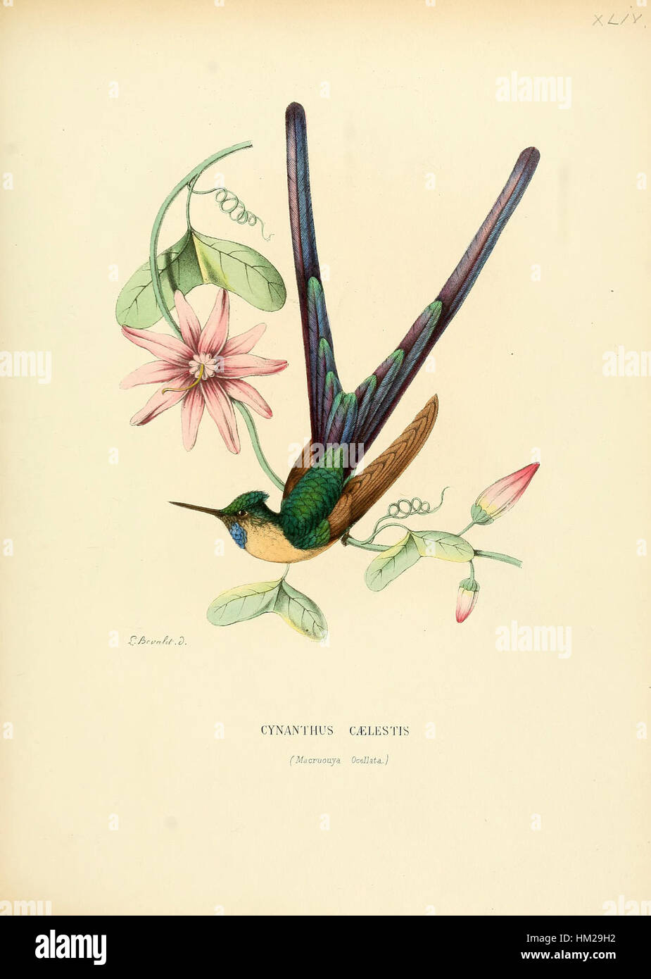 This historical artwork is a natural history illustration, likely ...