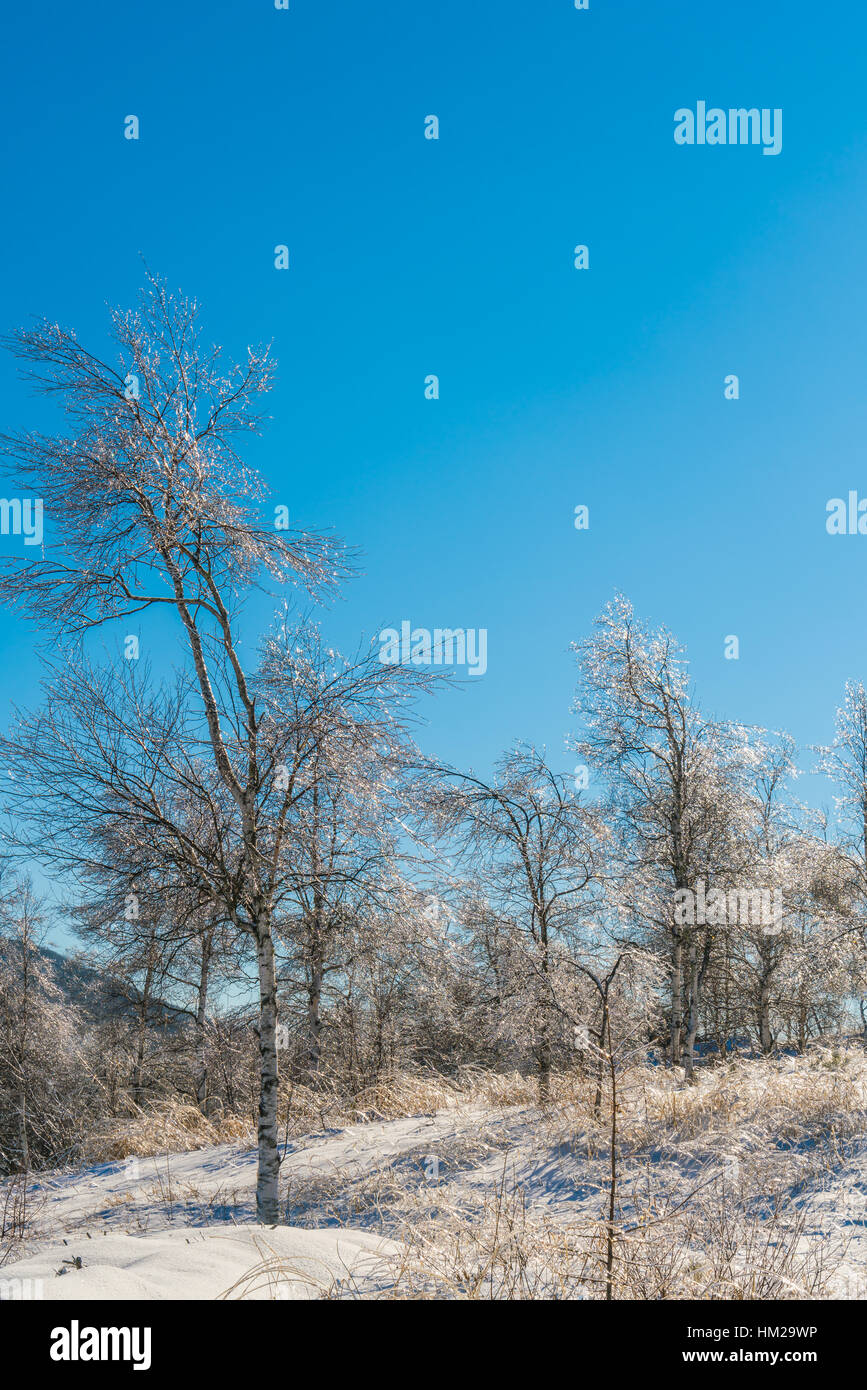 Frozen trees in winter with blue sky Stock Photo - Alamy
