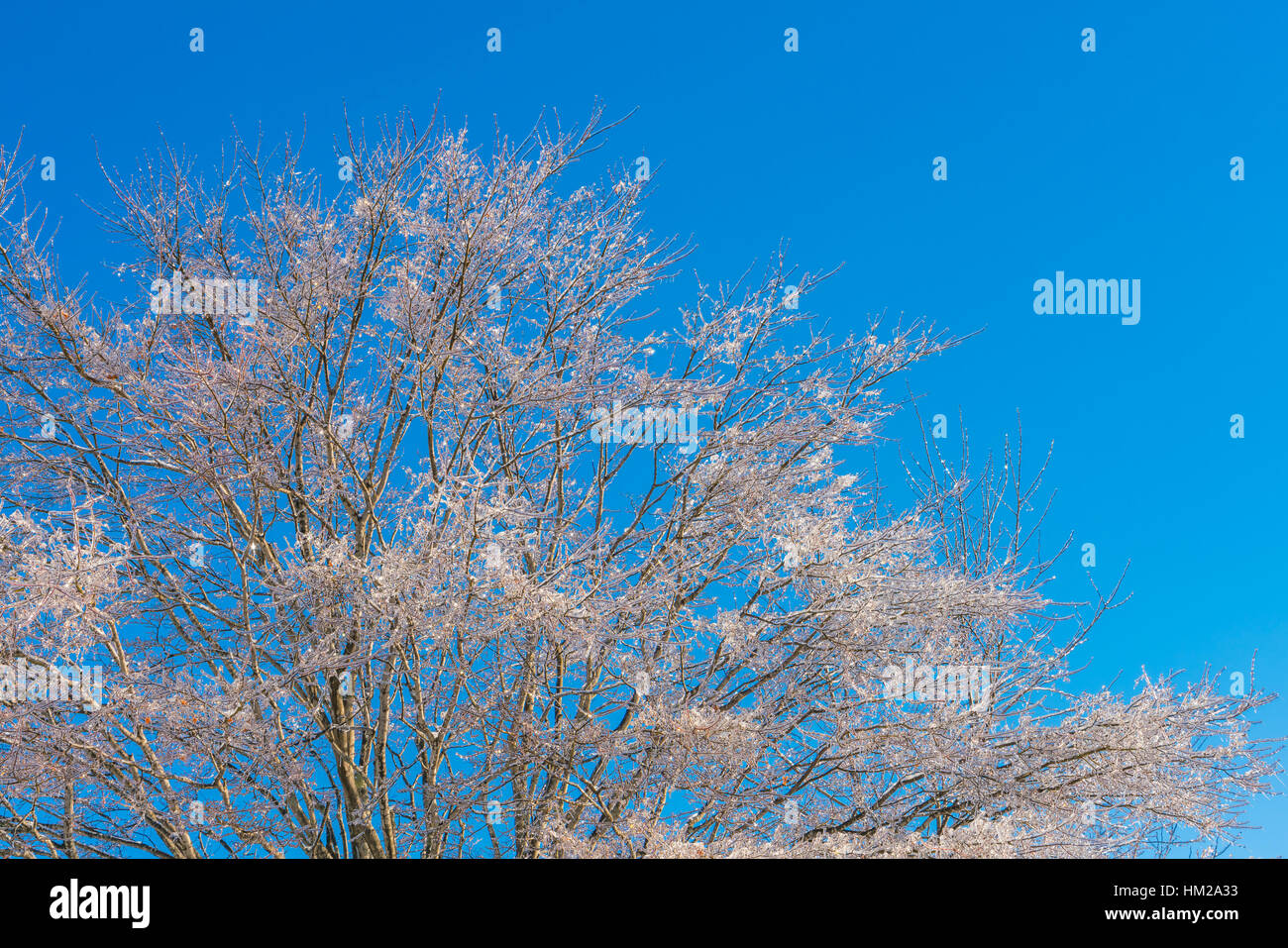 Frozen trees in winter with blue sky Stock Photo - Alamy