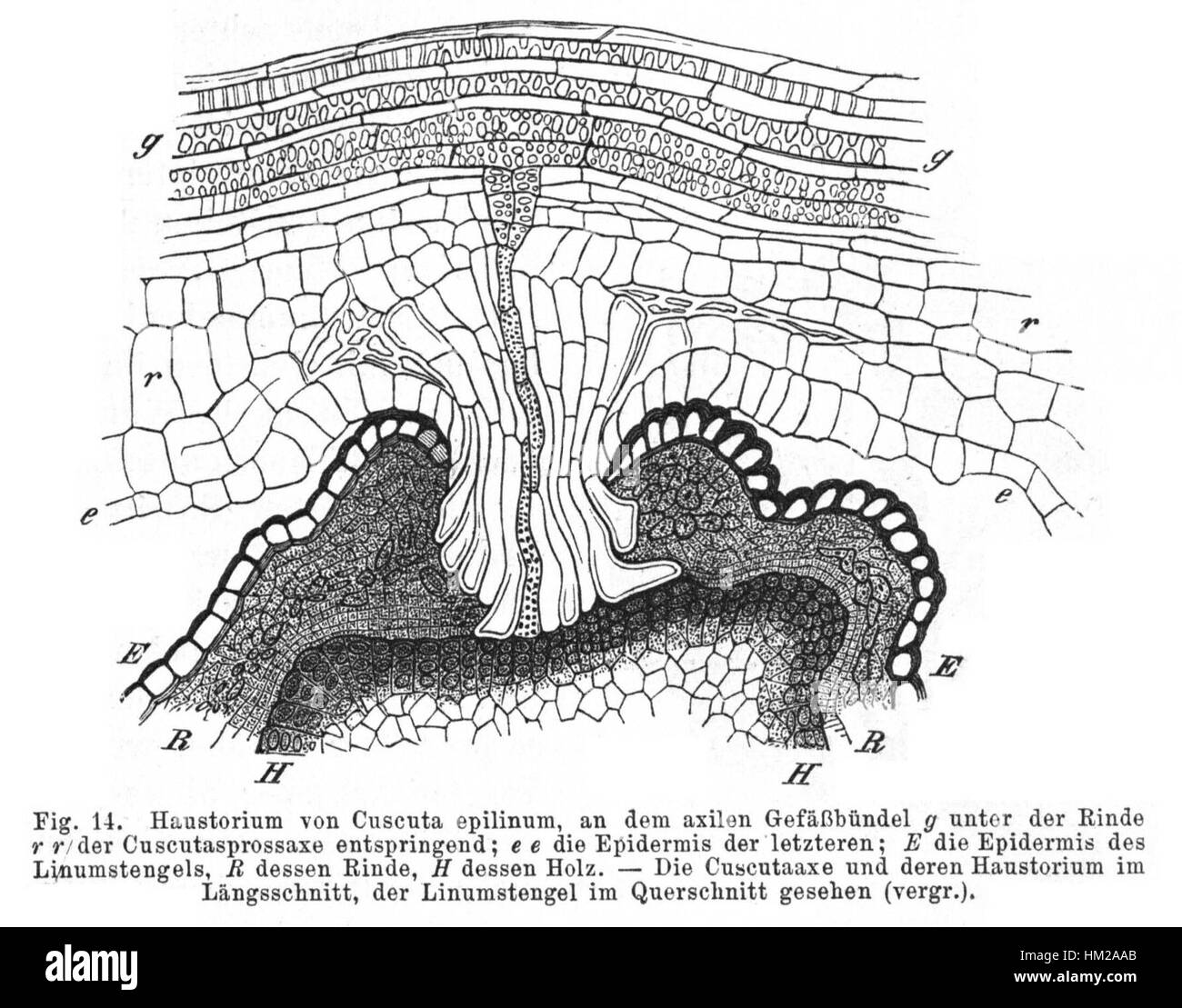 Haustorium Cuscuta epilinum Stock Photo - Alamy