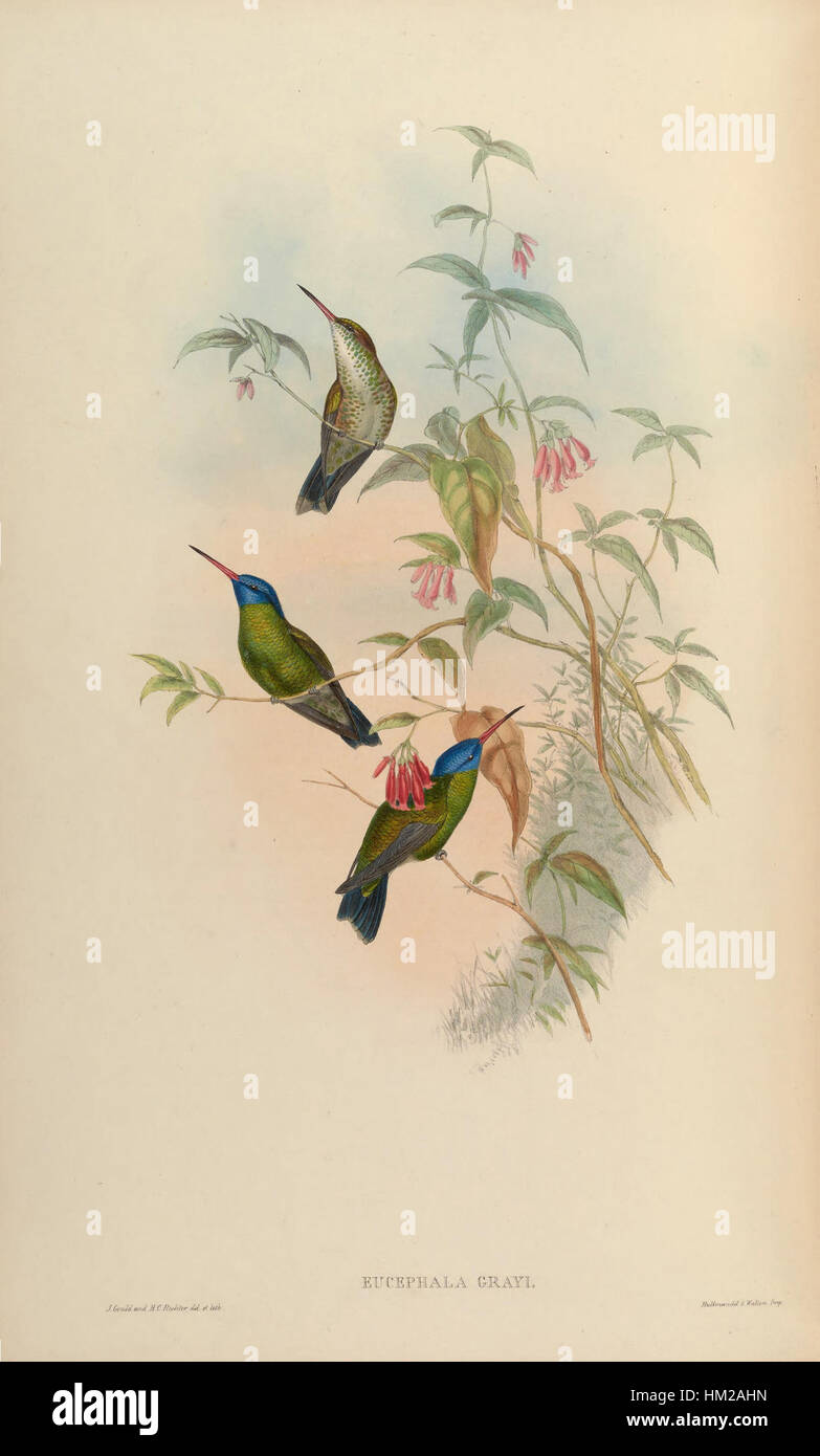 Classic avian drawings hi-res stock photography and images - Alamy