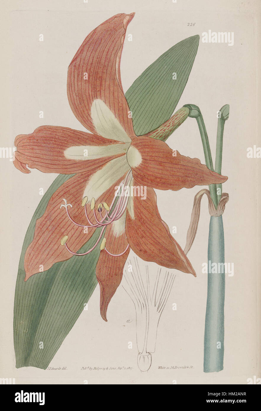 The botanical illustration of *Hippeastrum striatum* (Amaryllis fulgida ...