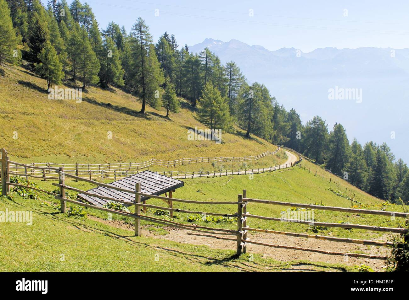 trees in Alps mountains in summer in Italy Stock Photo - Alamy