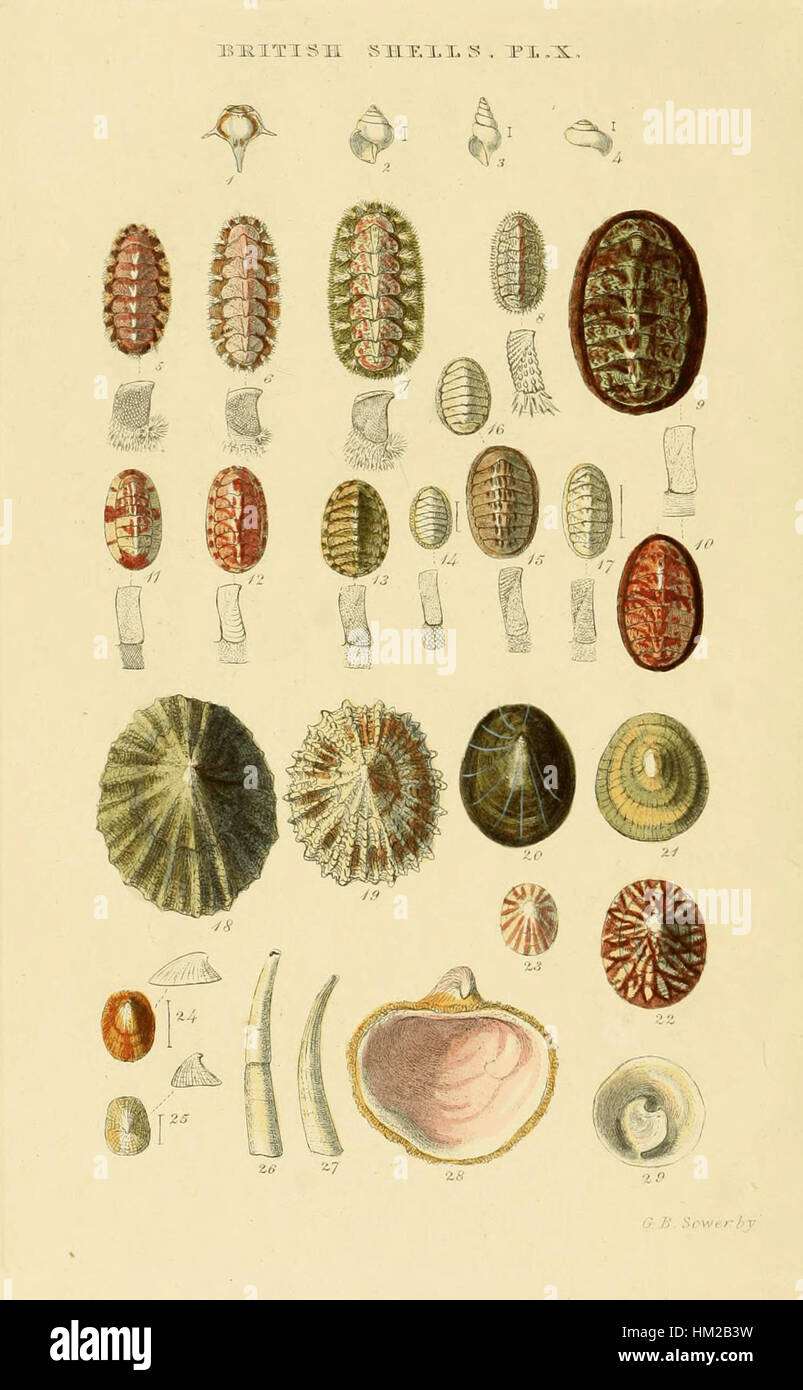 'Illustrated Index of British Shells, Plate 10' is an educational ...