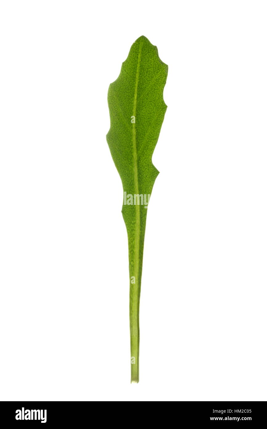 Rocket leaf isolated on a white background. Leaf is backlit to show ...