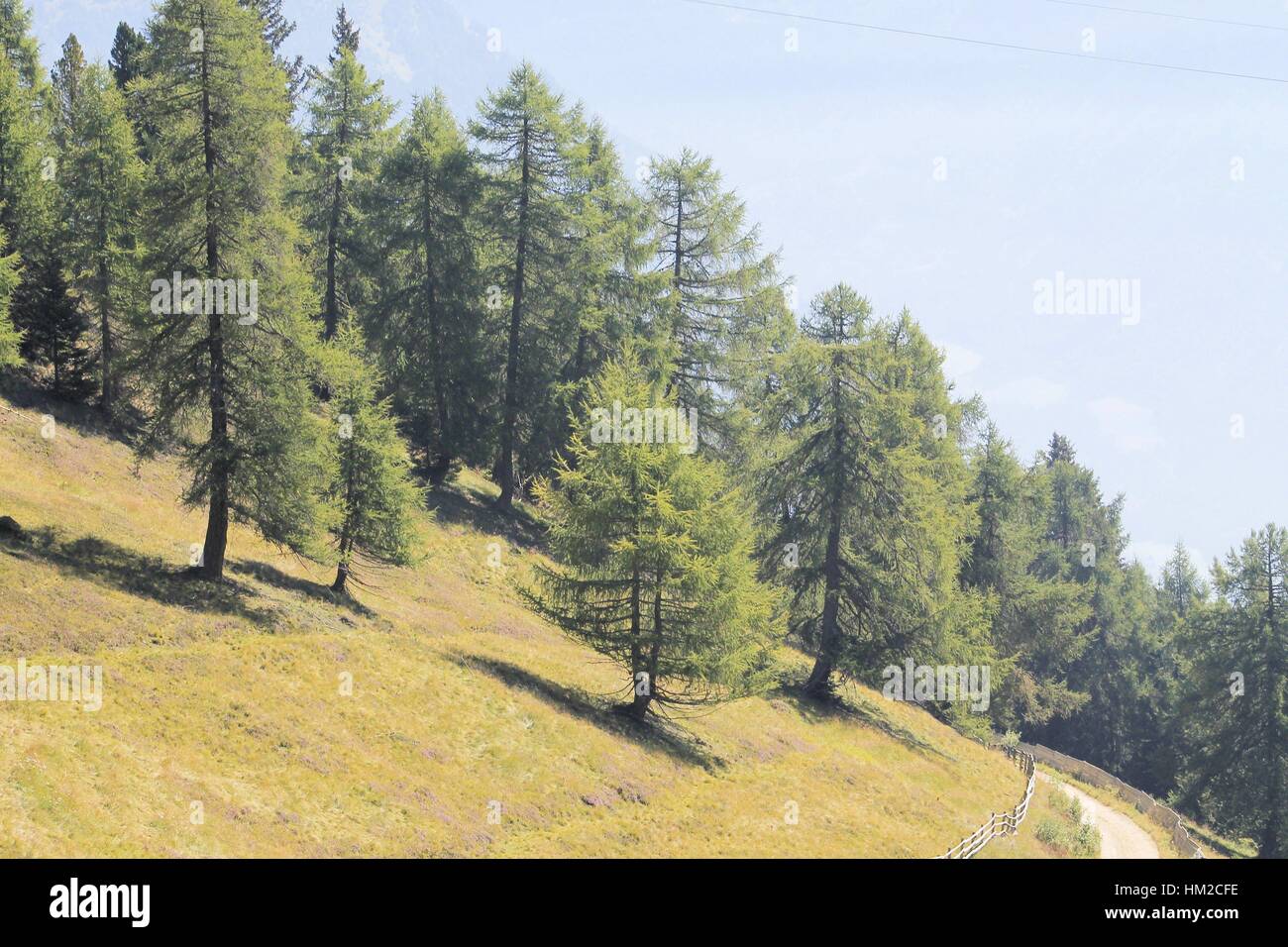 trees in Alps mountains in summer in Italy Stock Photo - Alamy