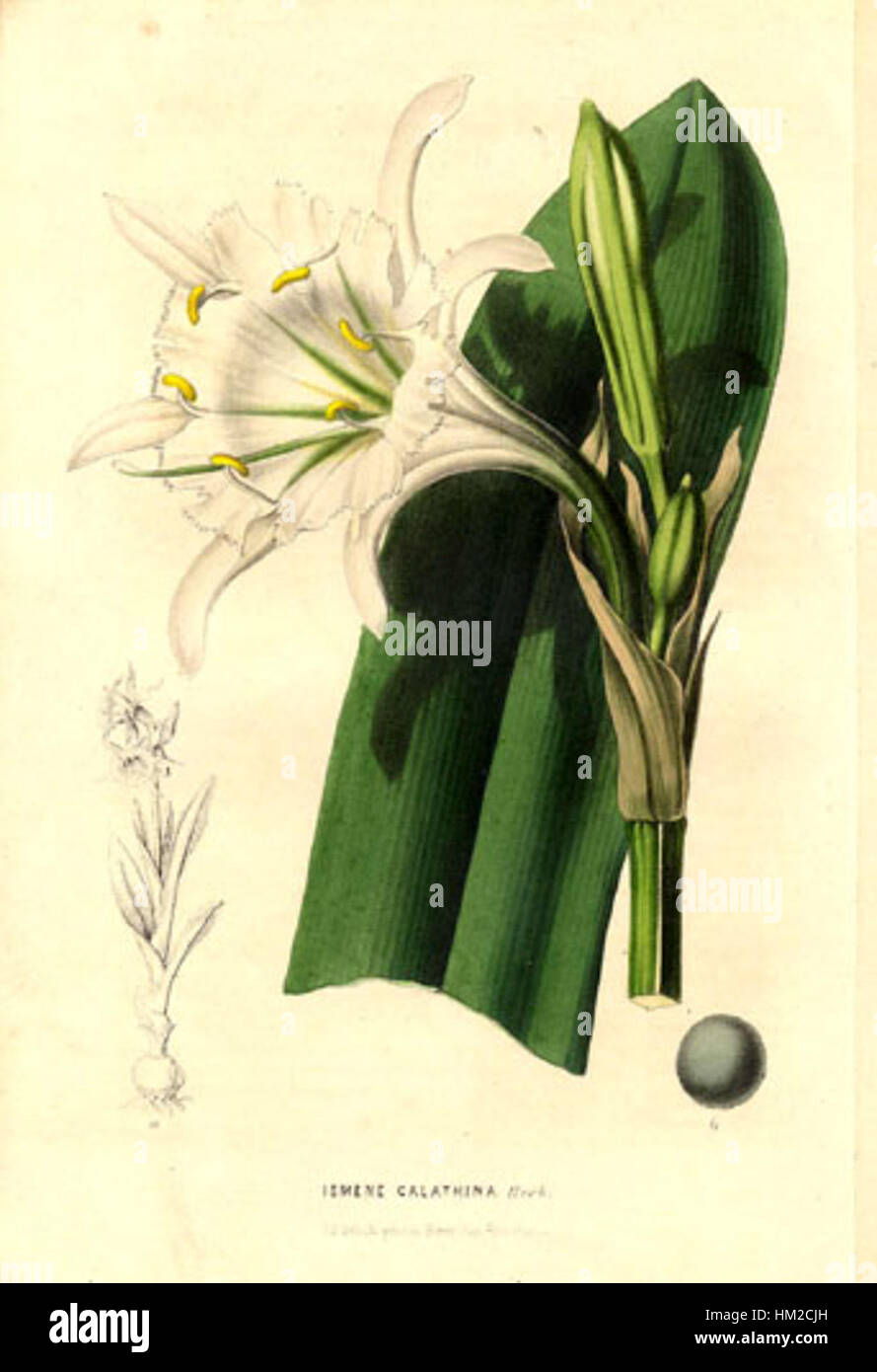 'Ismene narcissiflora,' also known as the Peruvian daffodil, is a ...
