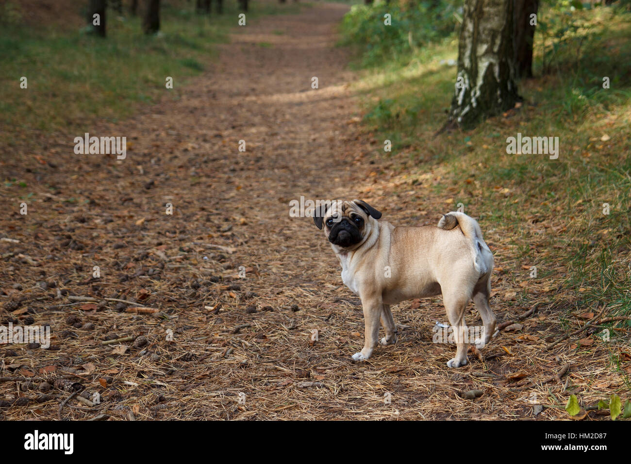 Pug in forest Stock Photo - Alamy