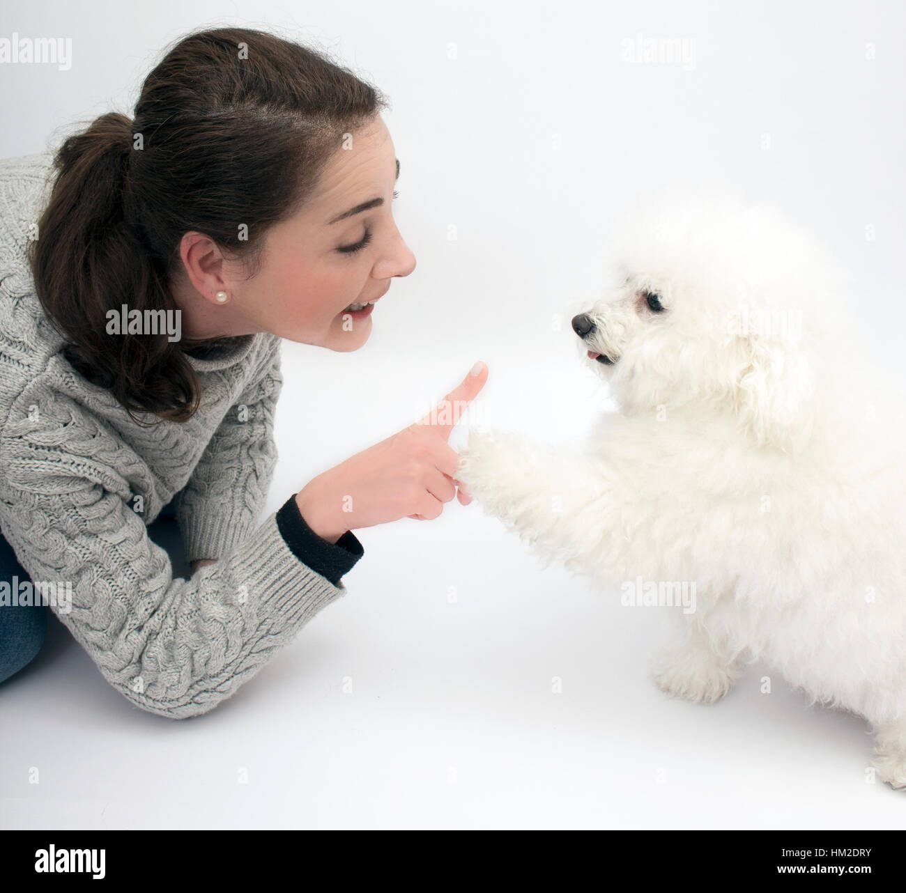 Dog touching hand with its paw Stock Photo - Alamy