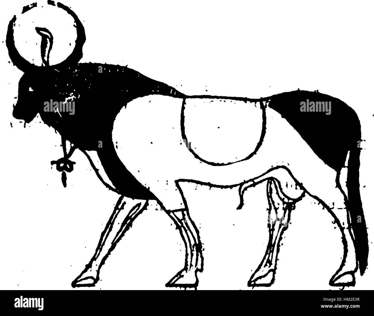 Apis Black and White Stock Photos & Images - Alamy