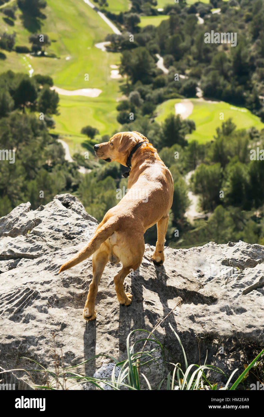 pet animals, brown dog playing Stock Photo - Alamy