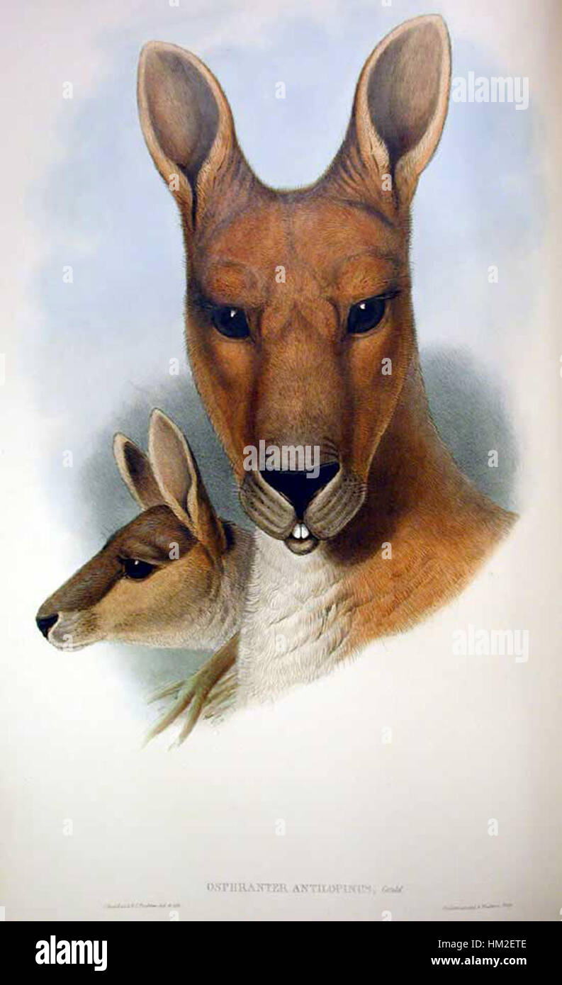 This artwork features a kangaroo and an antelope, showcasing two ...