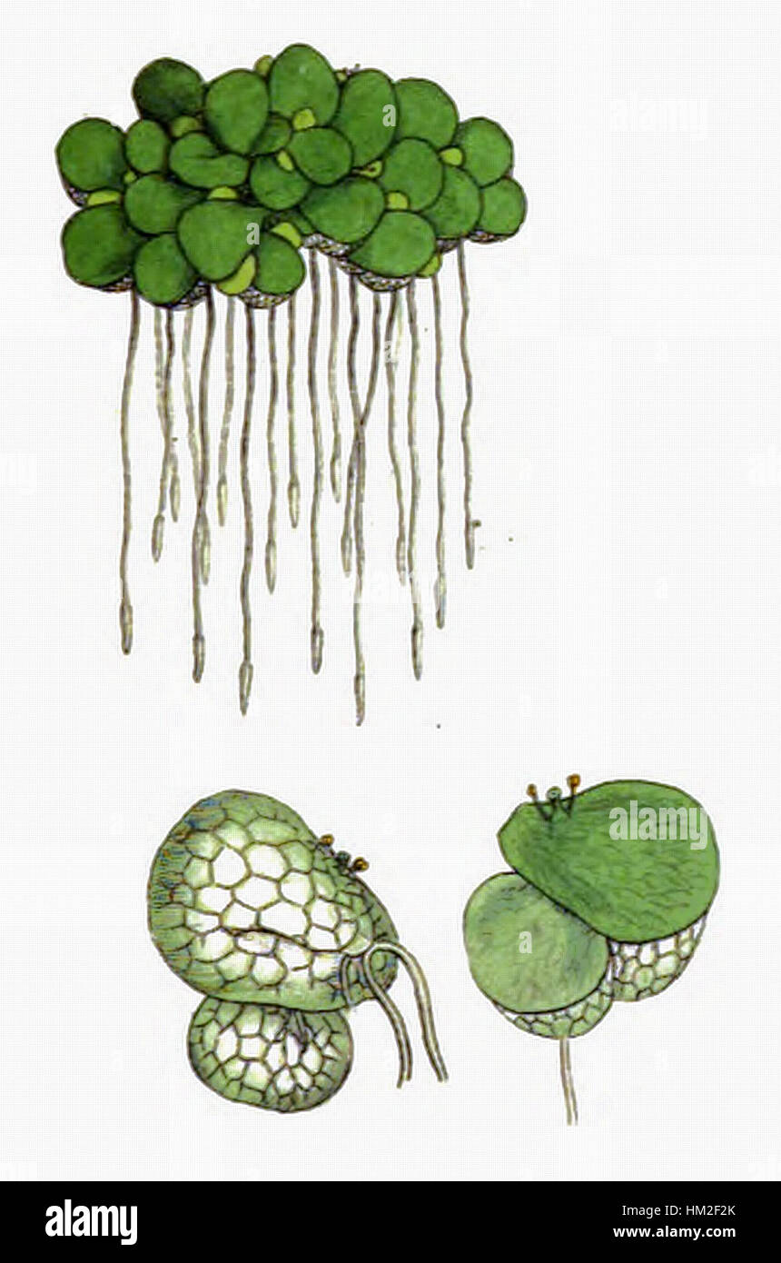 Lemna gibba hi-res stock photography and images - Alamy