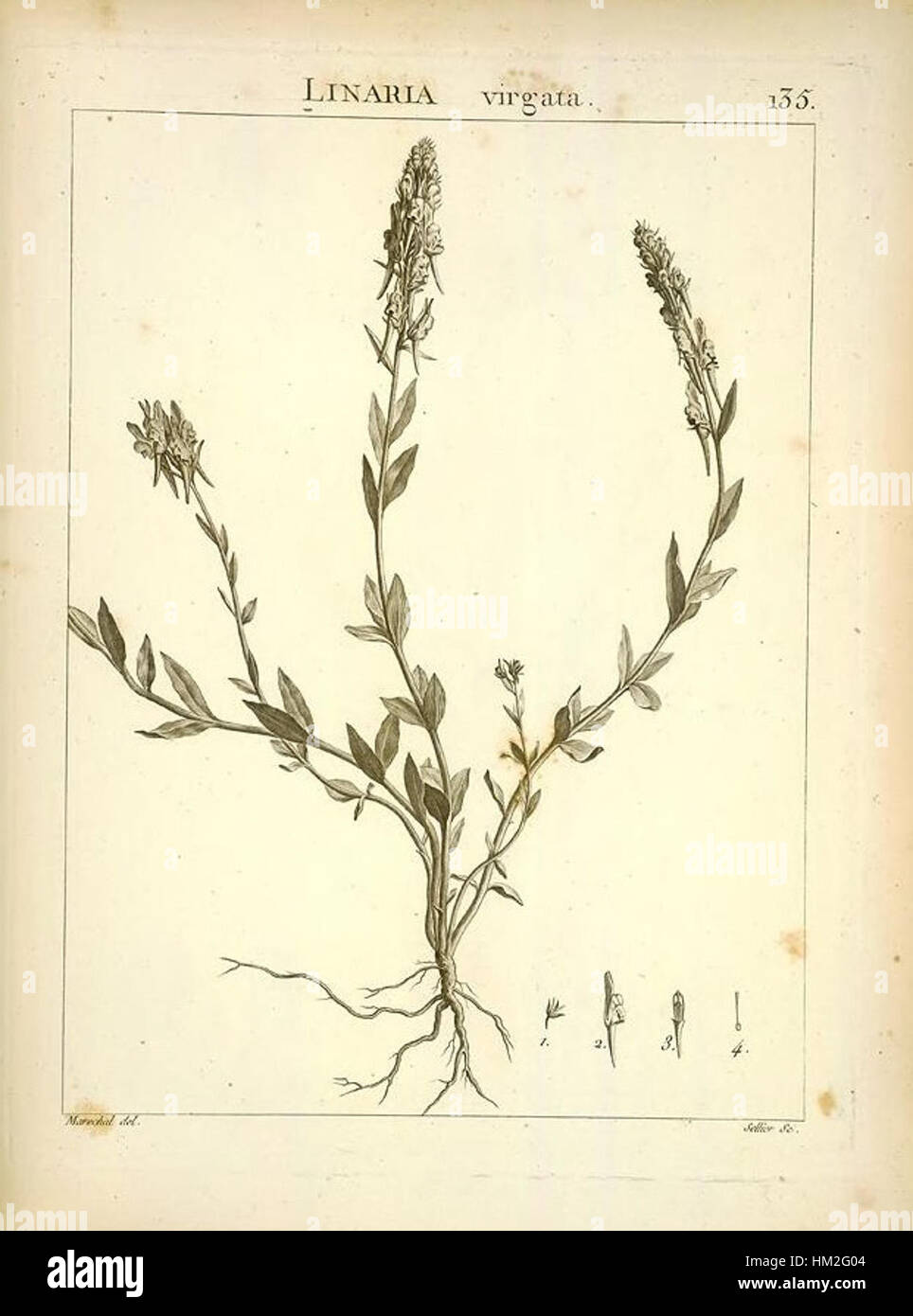 Linaria virgata is a species of plant native to Europe, belonging to ...