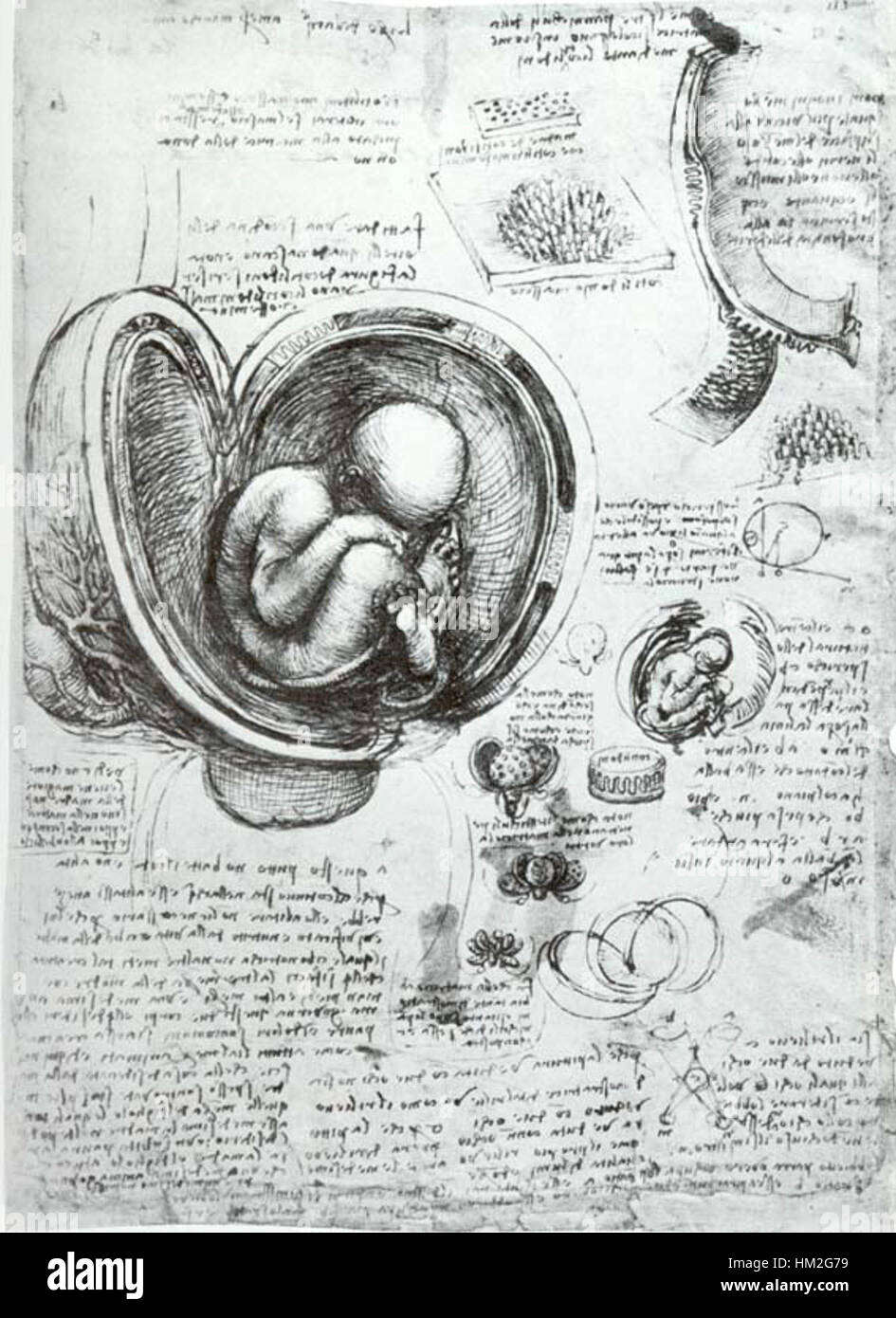 Leonardo da Vinci’s studies of embryos showcase his pioneering work in ...