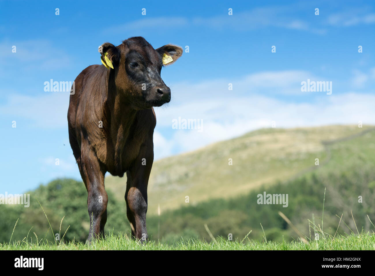 Crossbred suckler beef calf in upland pasture, Cumbria, UK Stock Photo ...