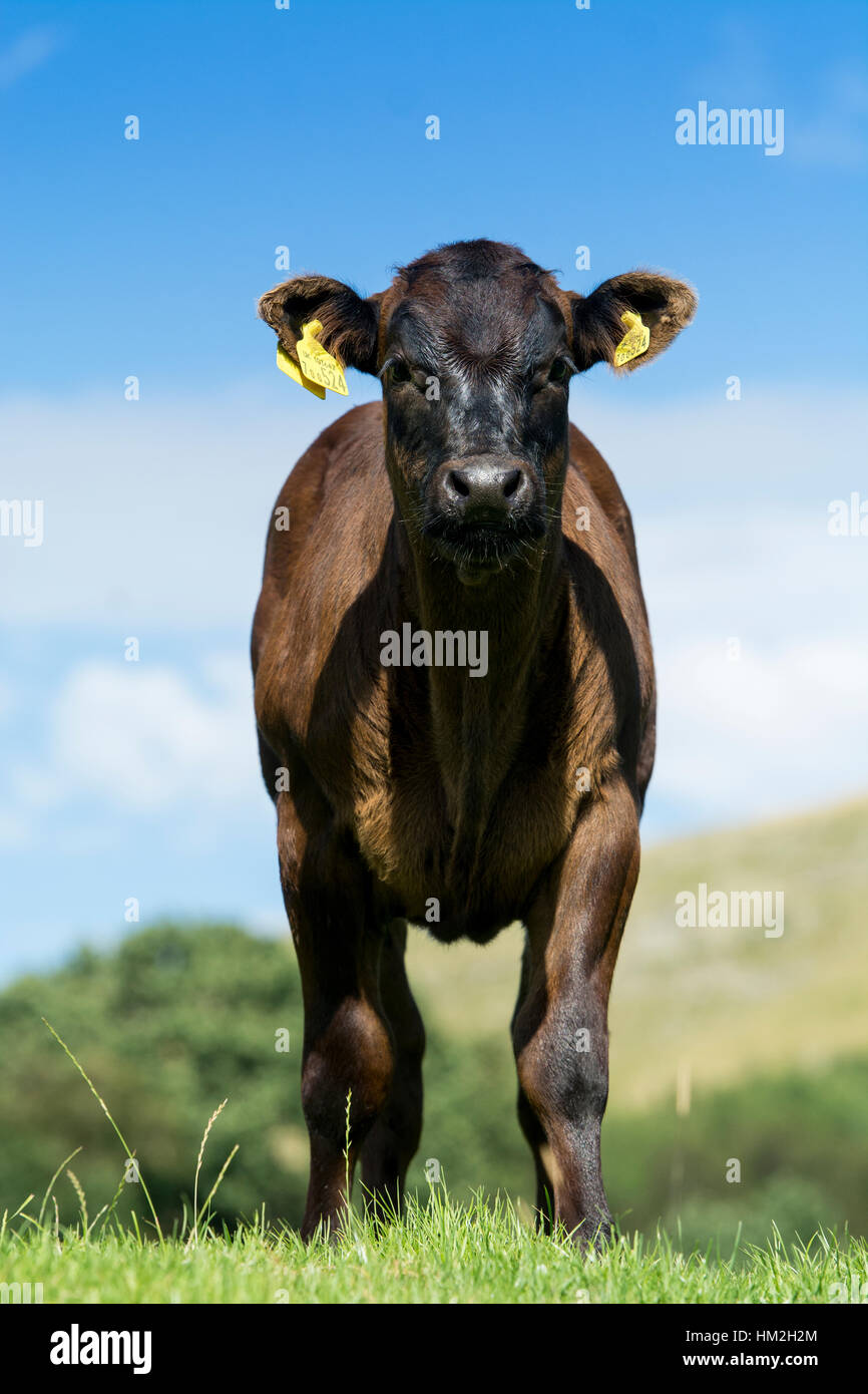 Crossbred suckler beef calf in upland pasture, Cumbria, UK Stock Photo ...