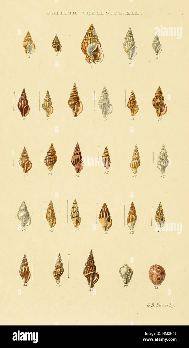 Plate 19 from the 'Illustrated Index of British Shells' showcases ...