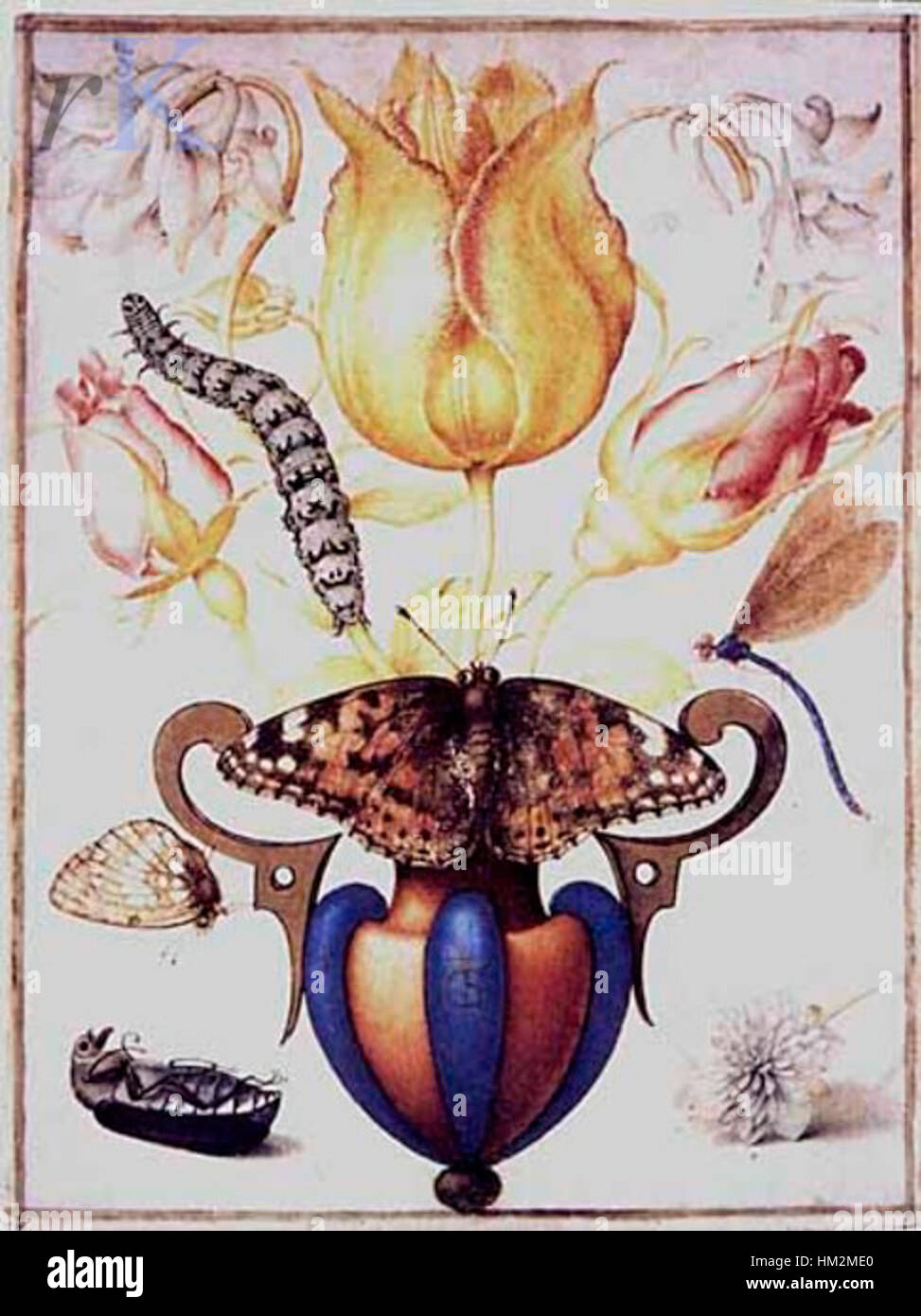 Still life with insects hi-res stock photography and images - Alamy