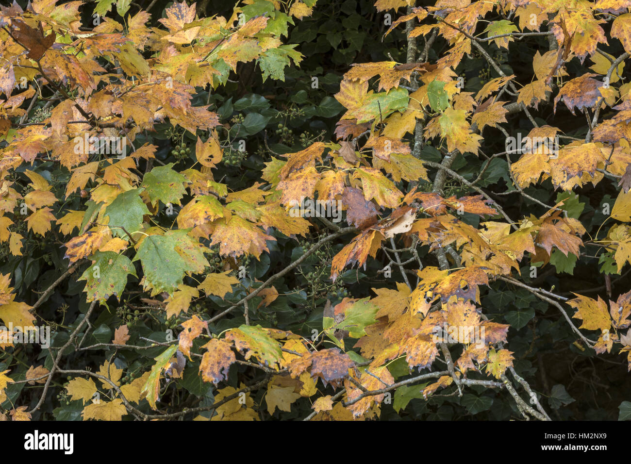 Autumn foliage of Wild Service Tree, Sorbus torminalis Stock Photo - Alamy