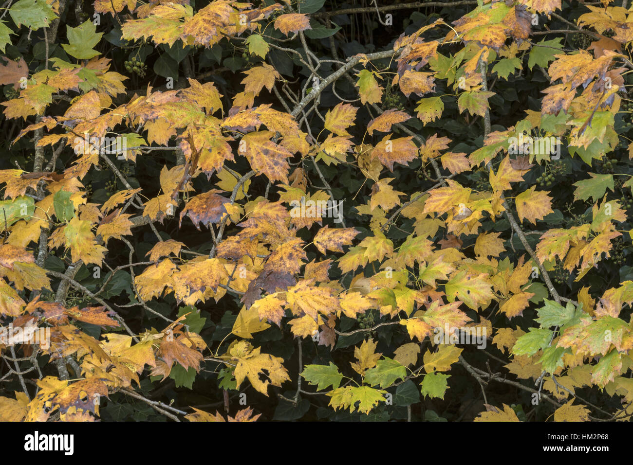 Sorbus torminalis autumn leaf hi-res stock photography and images - Alamy