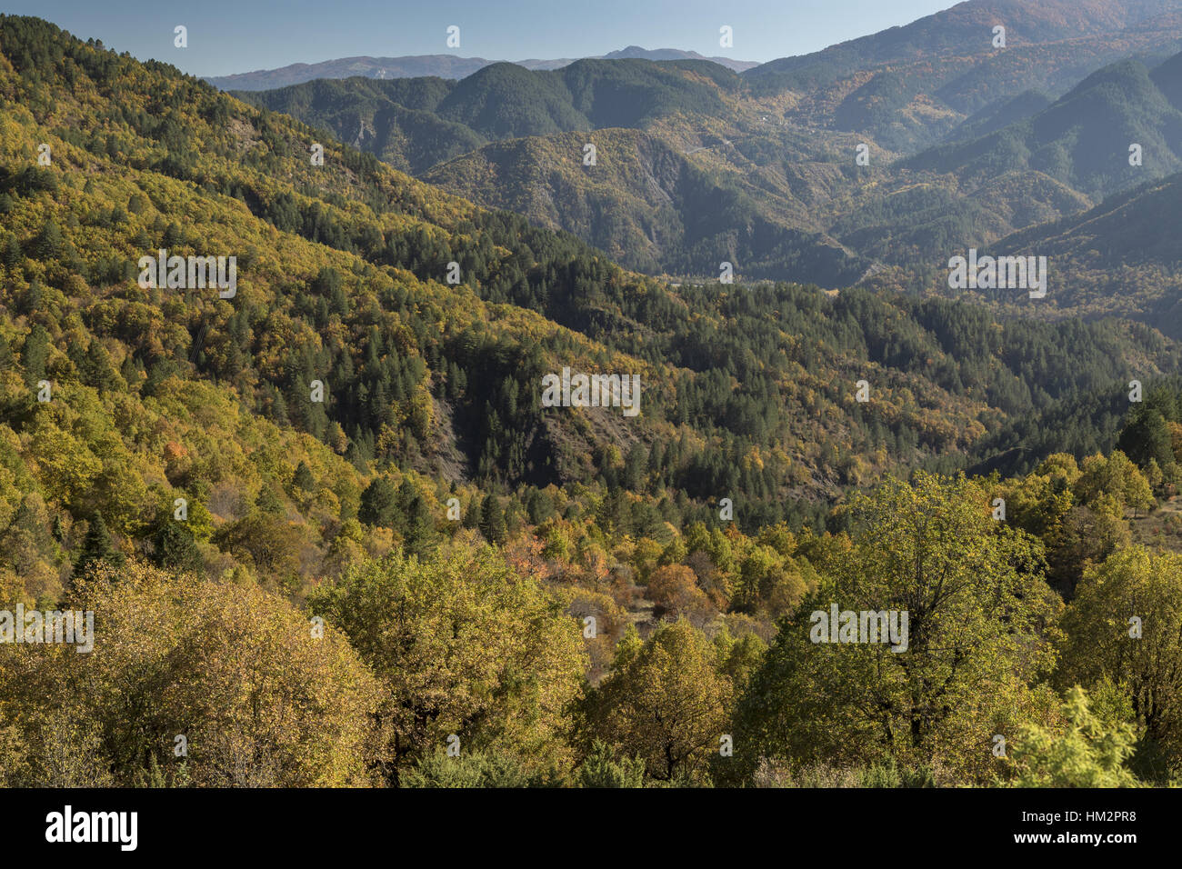 Woodland on the slopes of the Aoos Gorge, Vikos-Aoos national Park, in ...