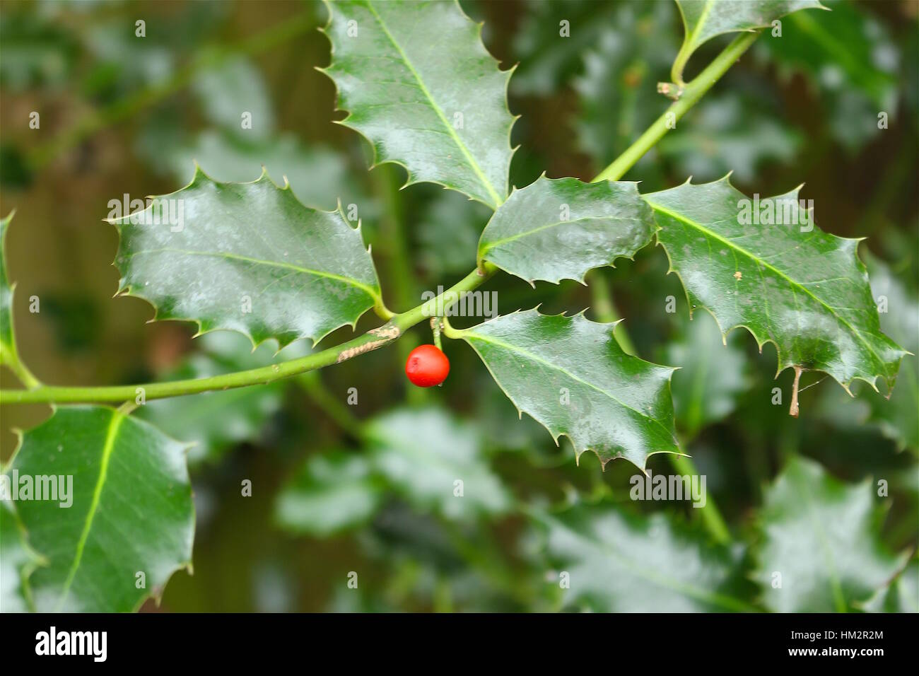 Holly Branch Stock Photos & Holly Branch Stock Images - Alamy