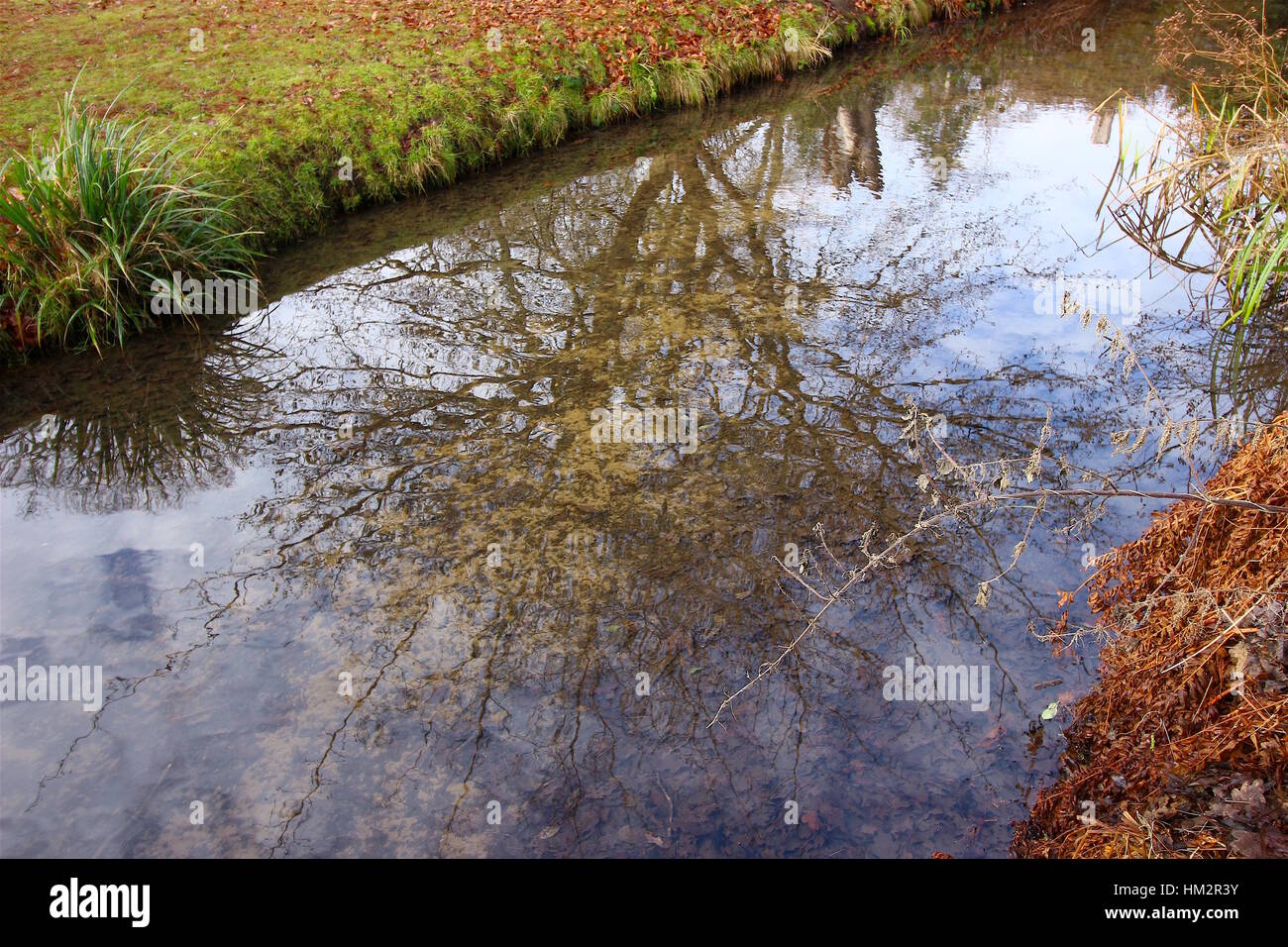 Water reflecting tree branches hi-res stock photography and images - Alamy