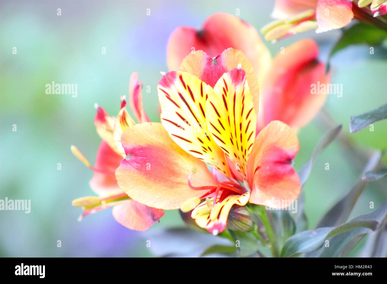 Red and yellow lilies hi-res stock photography and images - Alamy