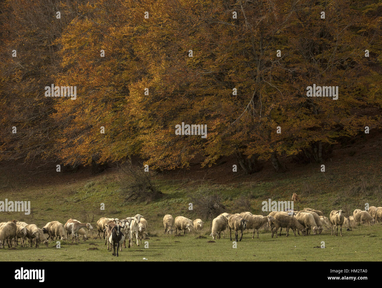 Mixed sheep and goat flock among the high beechwoods of north Pindos ...