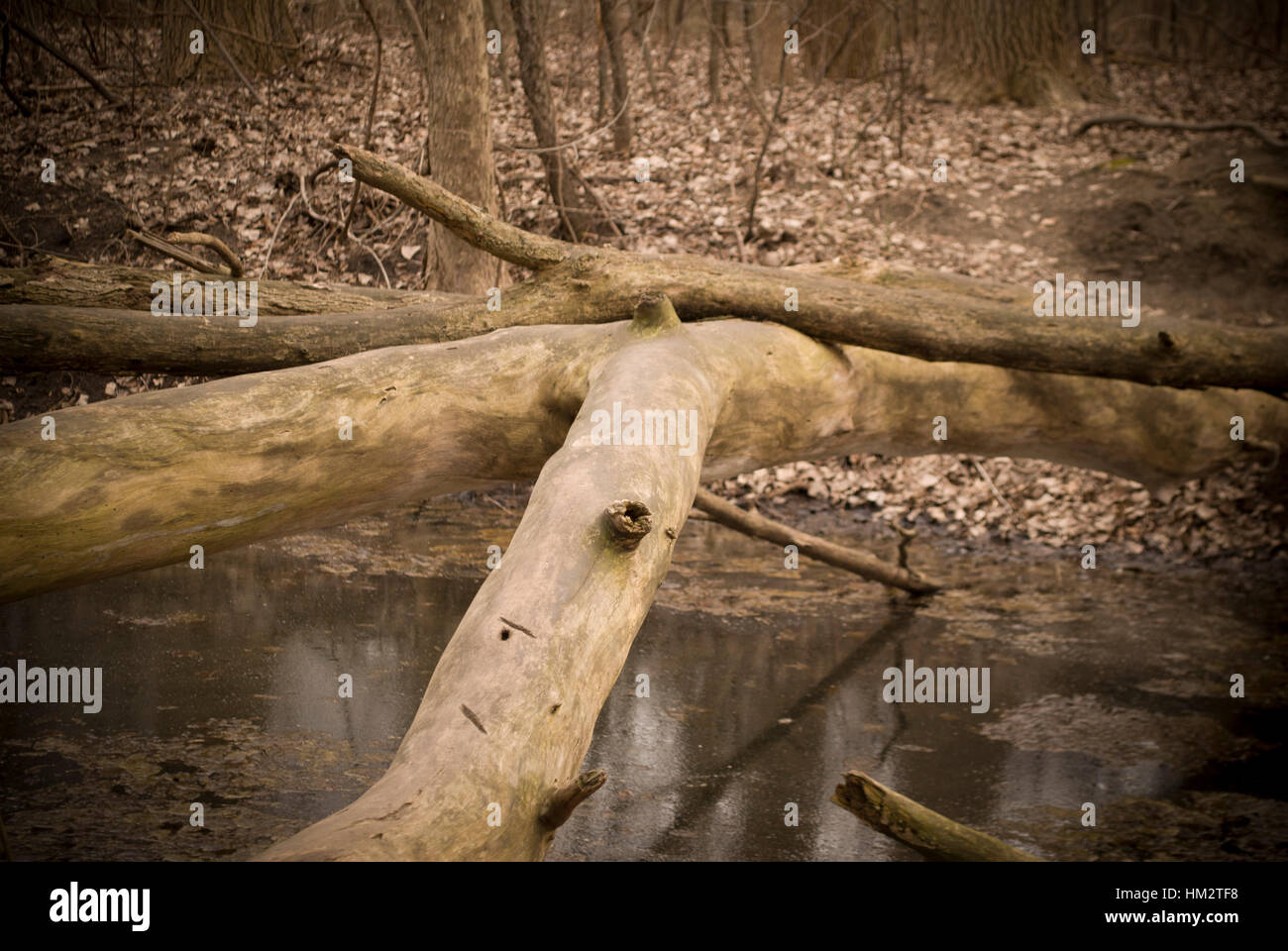 Branches crossing hi-res stock photography and images - Alamy