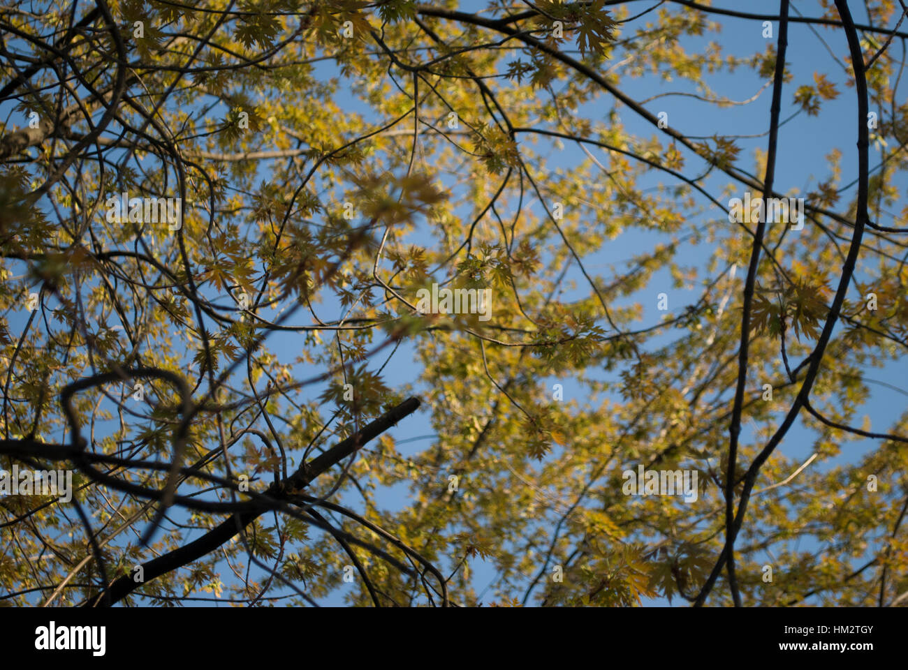 One Windy Day Stock Photo - Alamy