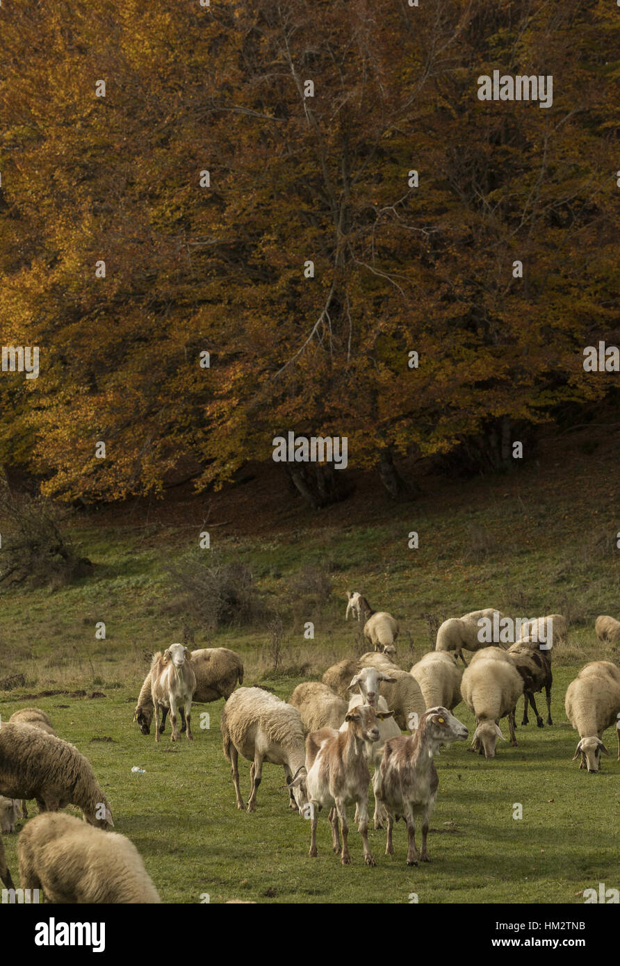 Mixed sheep hi-res stock photography and images - Alamy