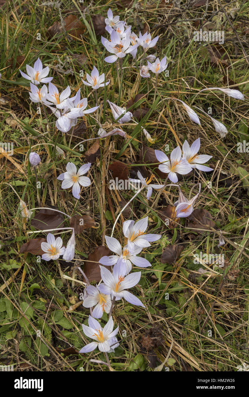 Crocus wild flower hi-res stock photography and images - Alamy