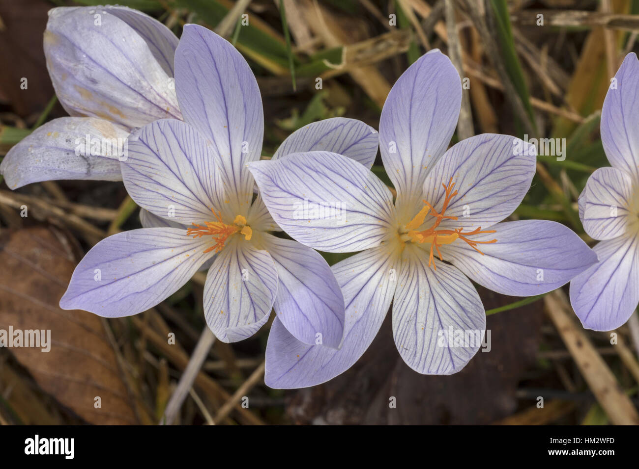 Flower wildflower blue stamens hi-res stock photography and images - Alamy