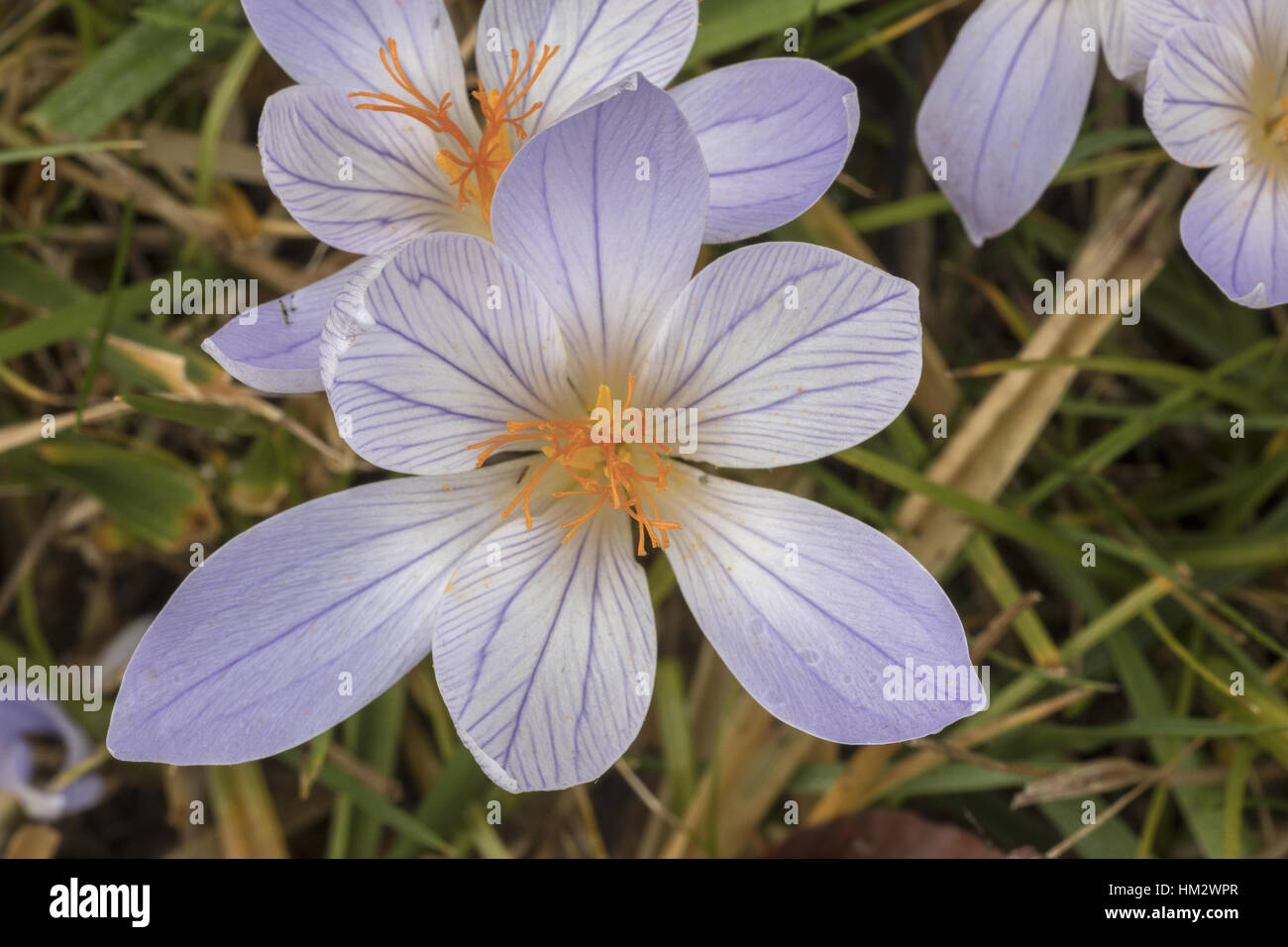 A wild autumn-flowering crocus, Crocus cancellatus ssp. mazziaricus in ...