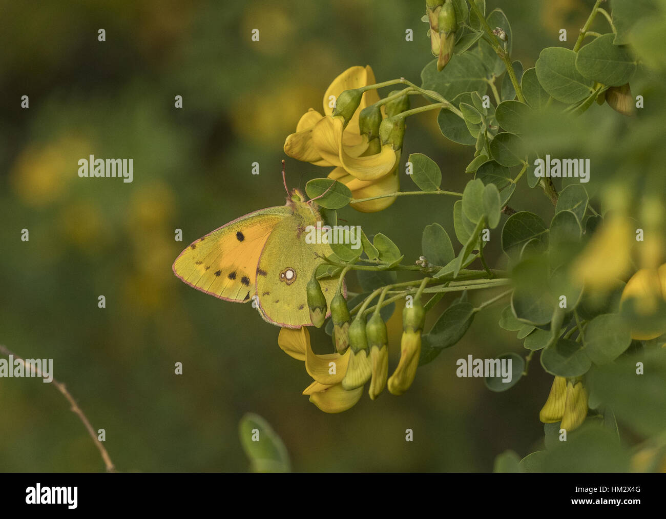 Clouded yellow, Colias croceus visiting Bladder senna flowers, Greece ...