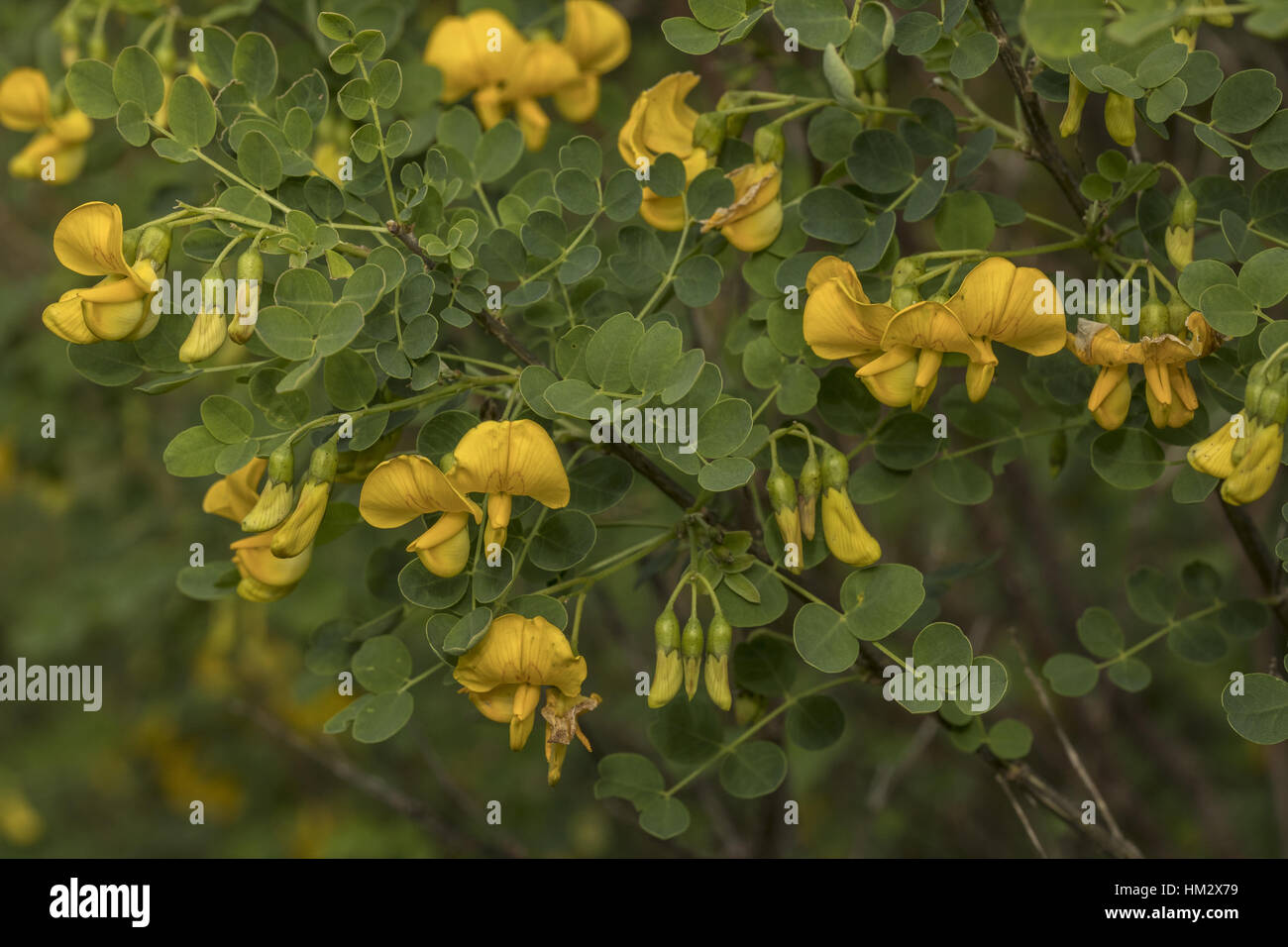 Bladder Senna, Colutea arborescens in flower; north Greece Stock Photo ...