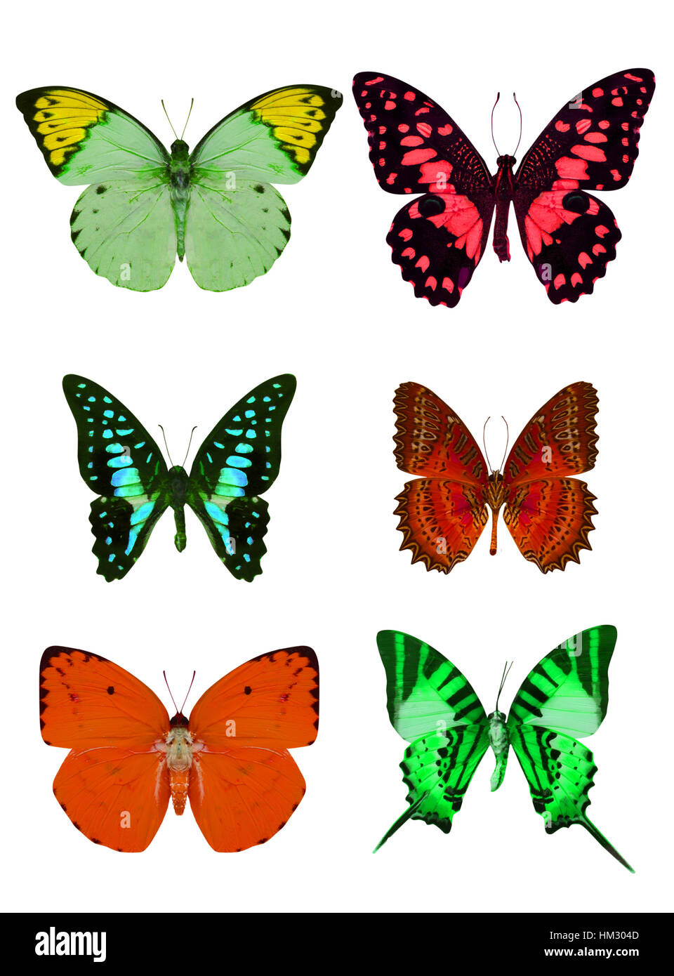 Collection of colored butterflies isolated on white Stock Photo - Alamy