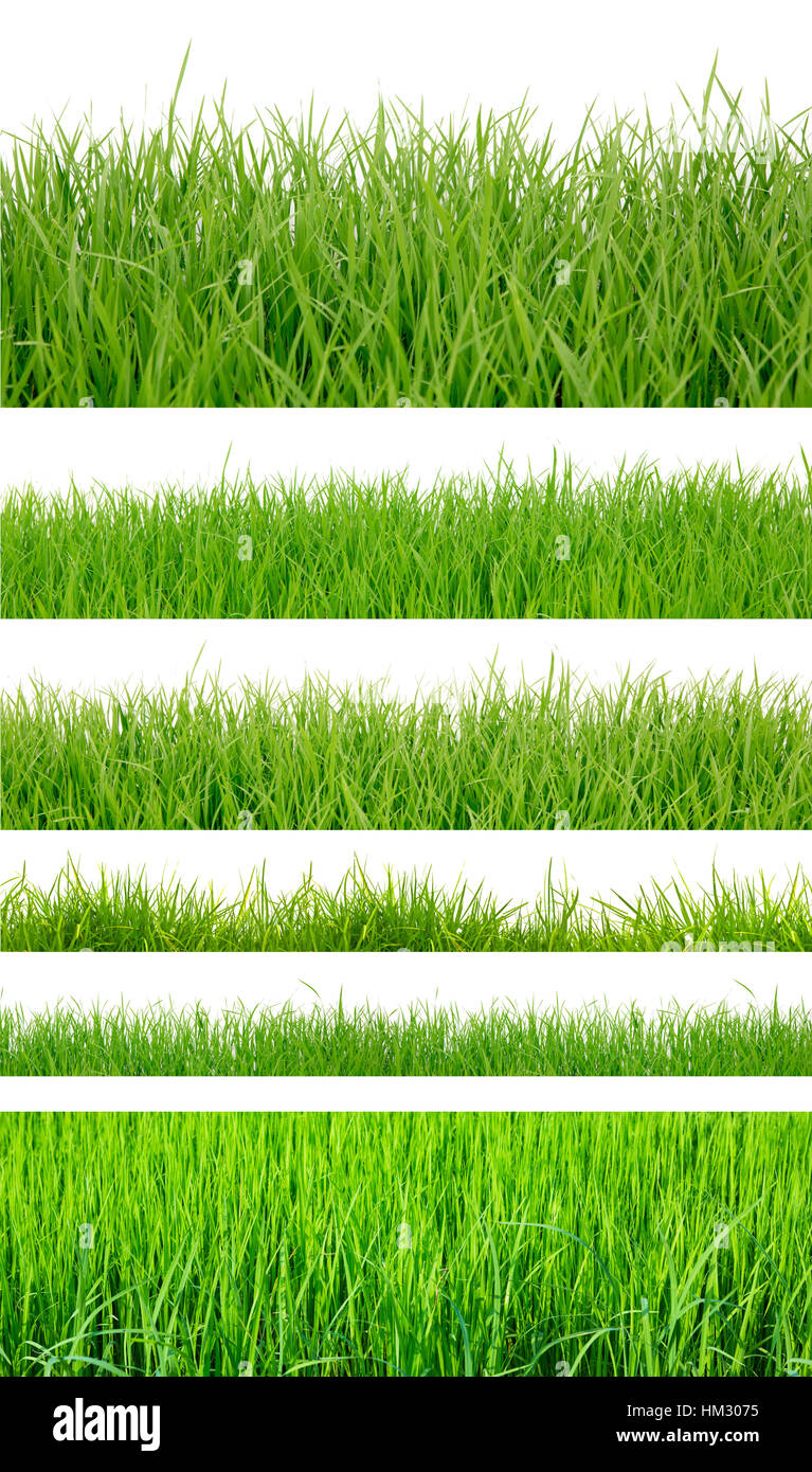 Backgrounds of fresh spring green grass Isolated On White Stock Photo ...