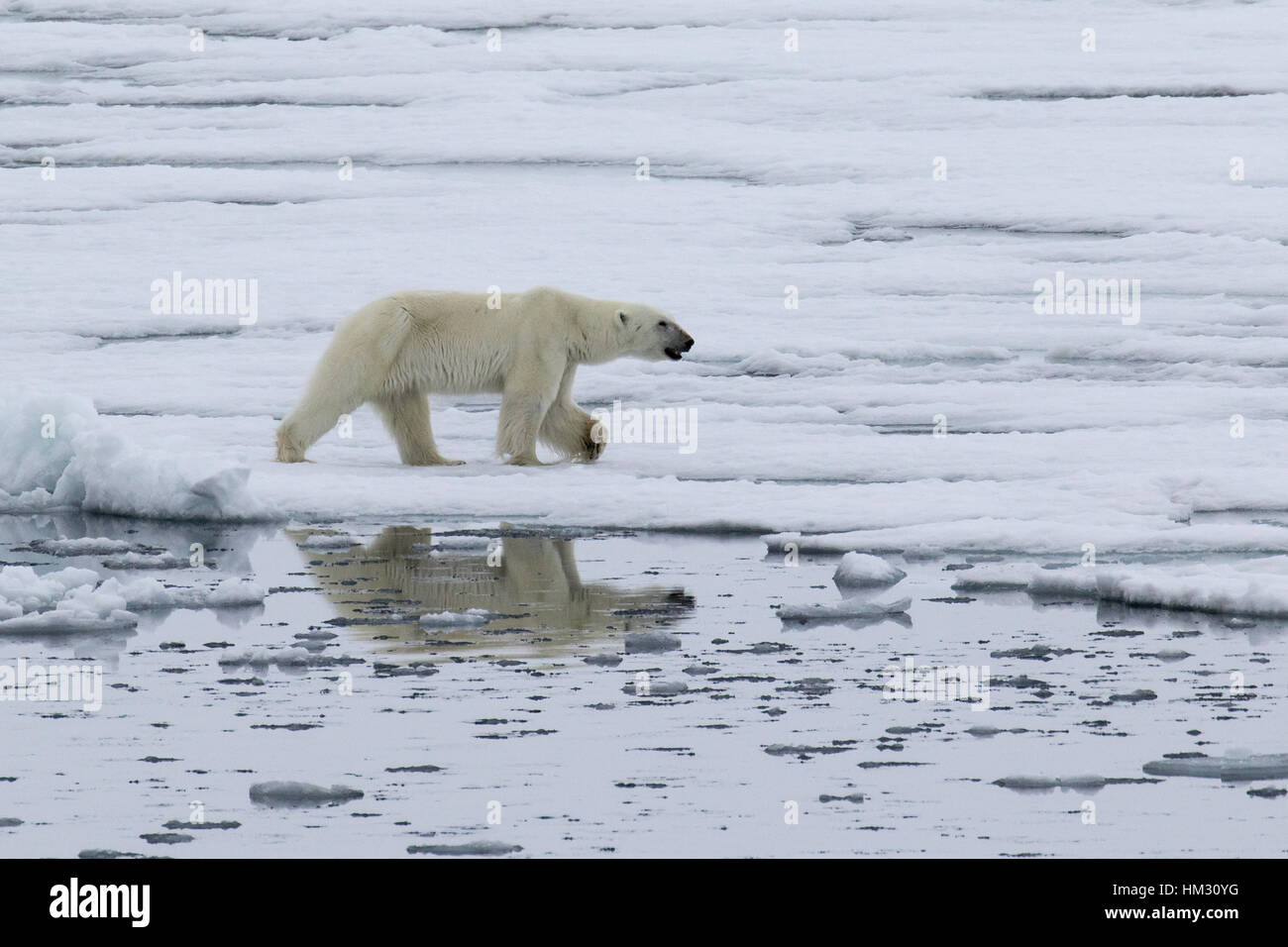 Polar bear reflection Stock Photo - Alamy