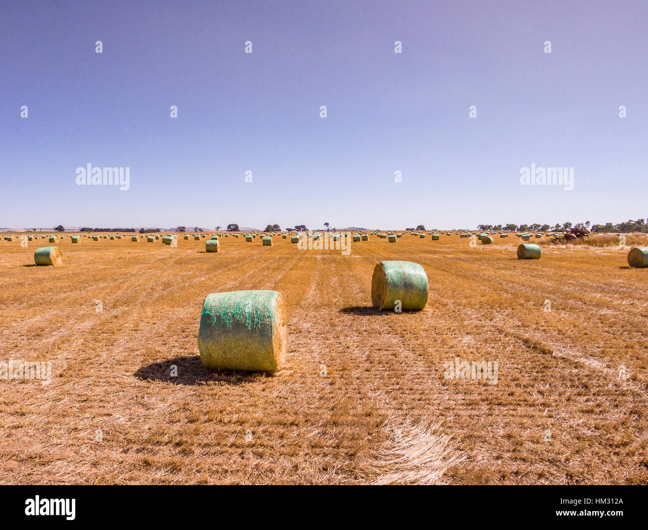 Rolled hay bales harvested in field in Australia Stock Photo - Alamy