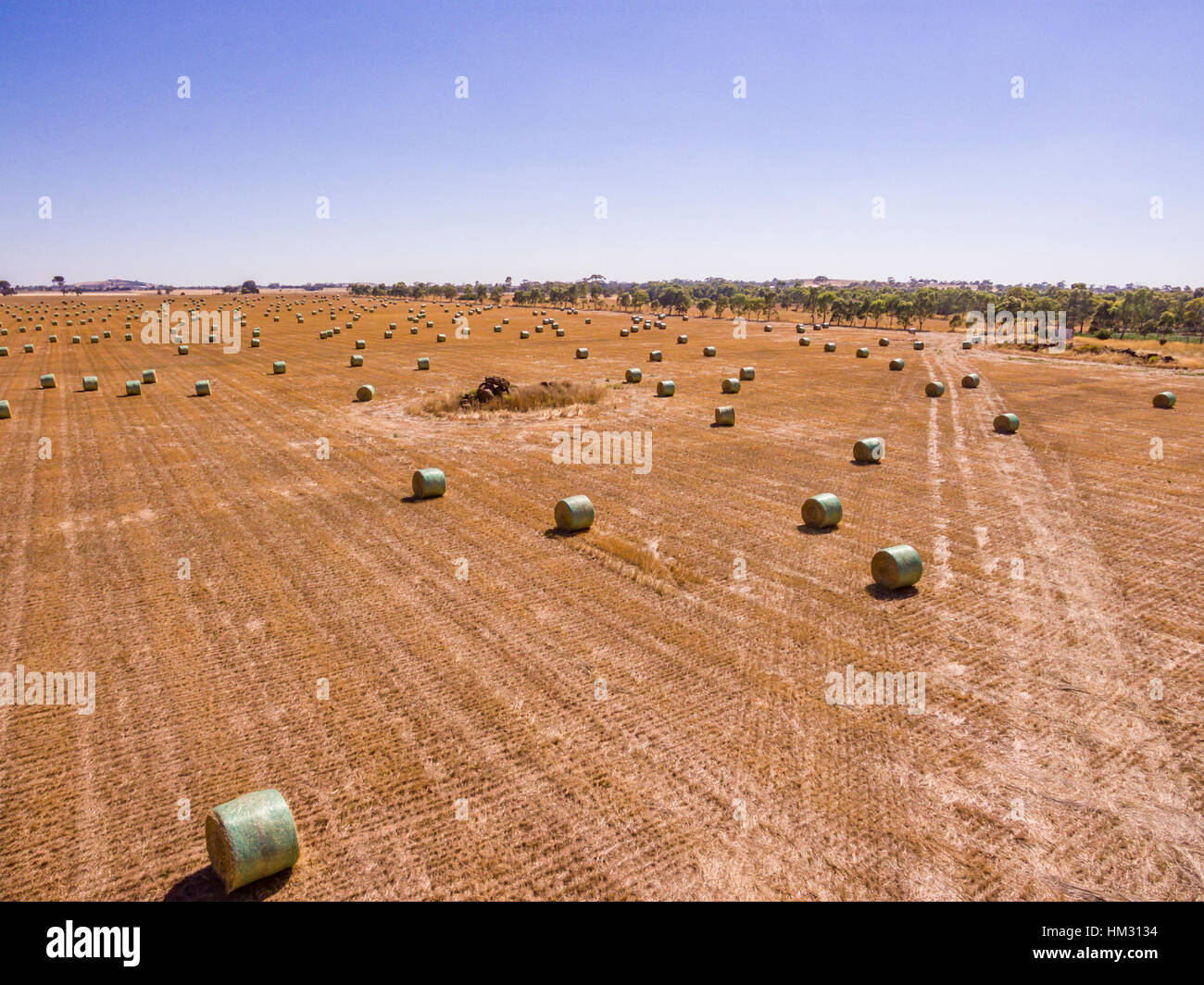 Rolled hay bales harvested in field in Australia Stock Photo - Alamy