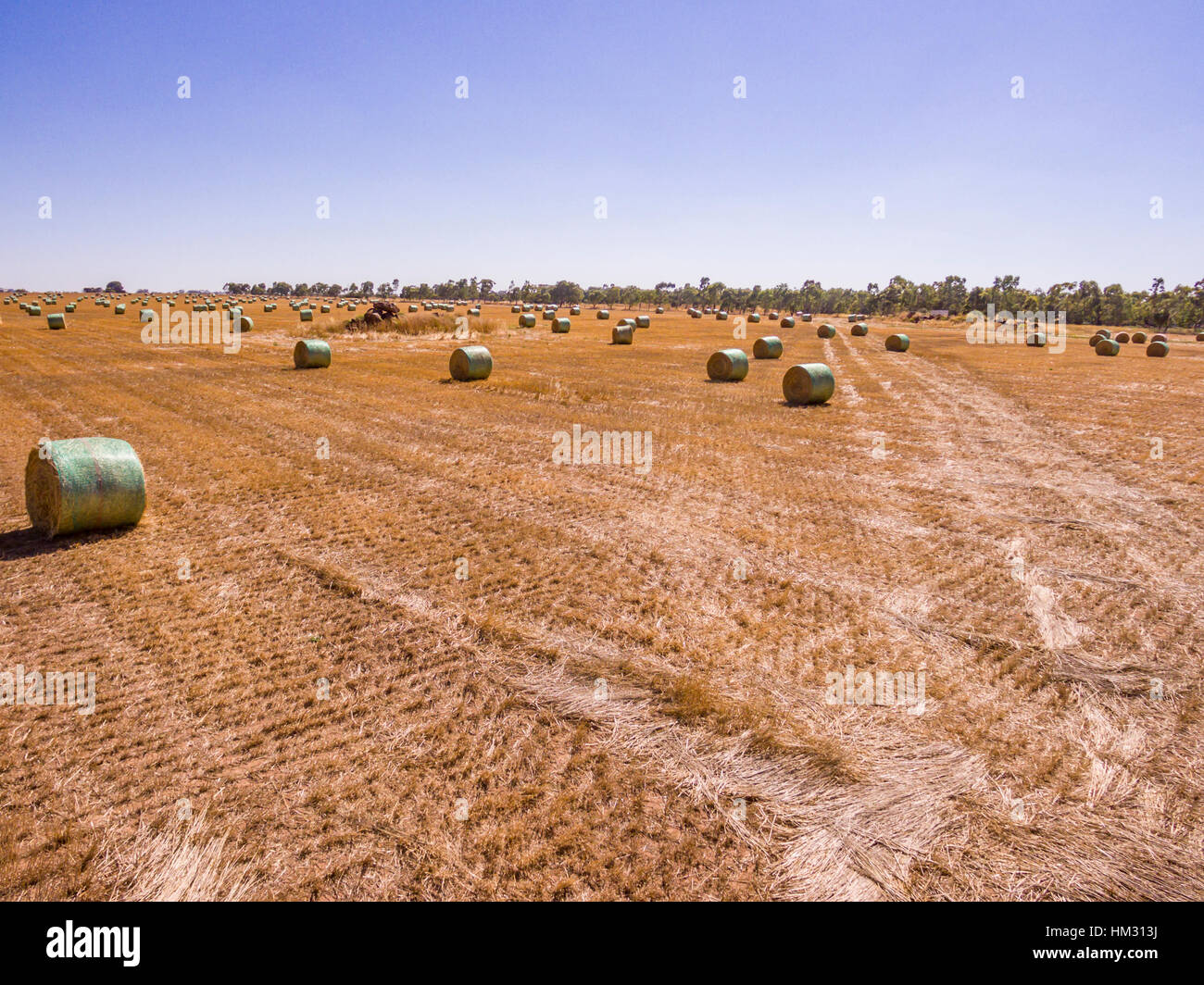 Rolled hay bales harvested in field in Australia Stock Photo - Alamy