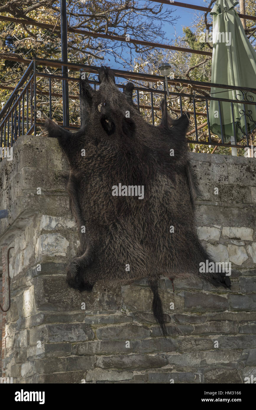 Wild Boar skin, hung up to cure; Pindos Mountains, north Greece Stock ...