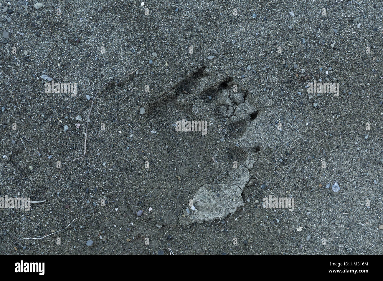 Brown bear footprints hi-res stock photography and images - Alamy
