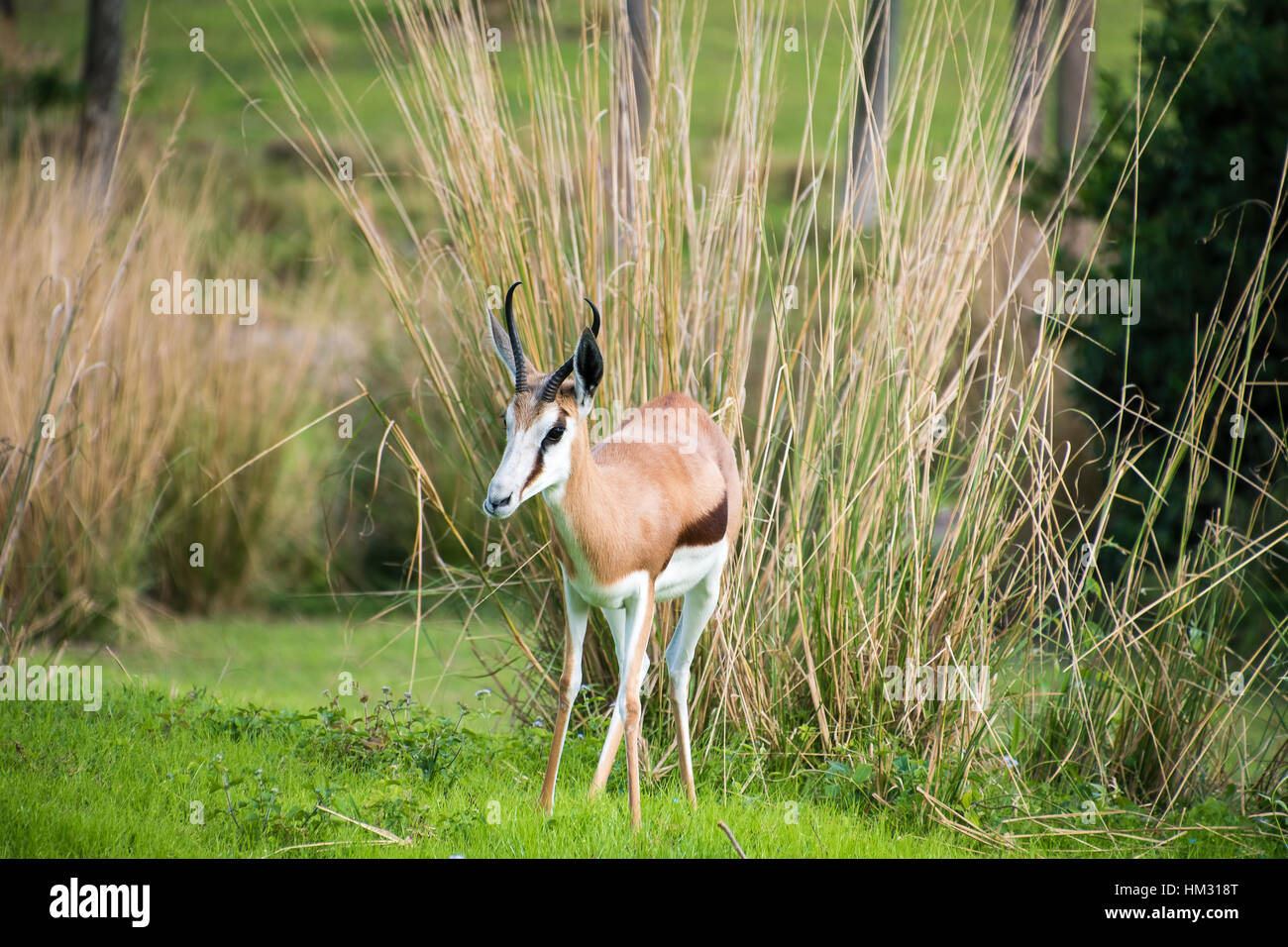 Thompson Gazelle in some grass Stock Photo - Alamy