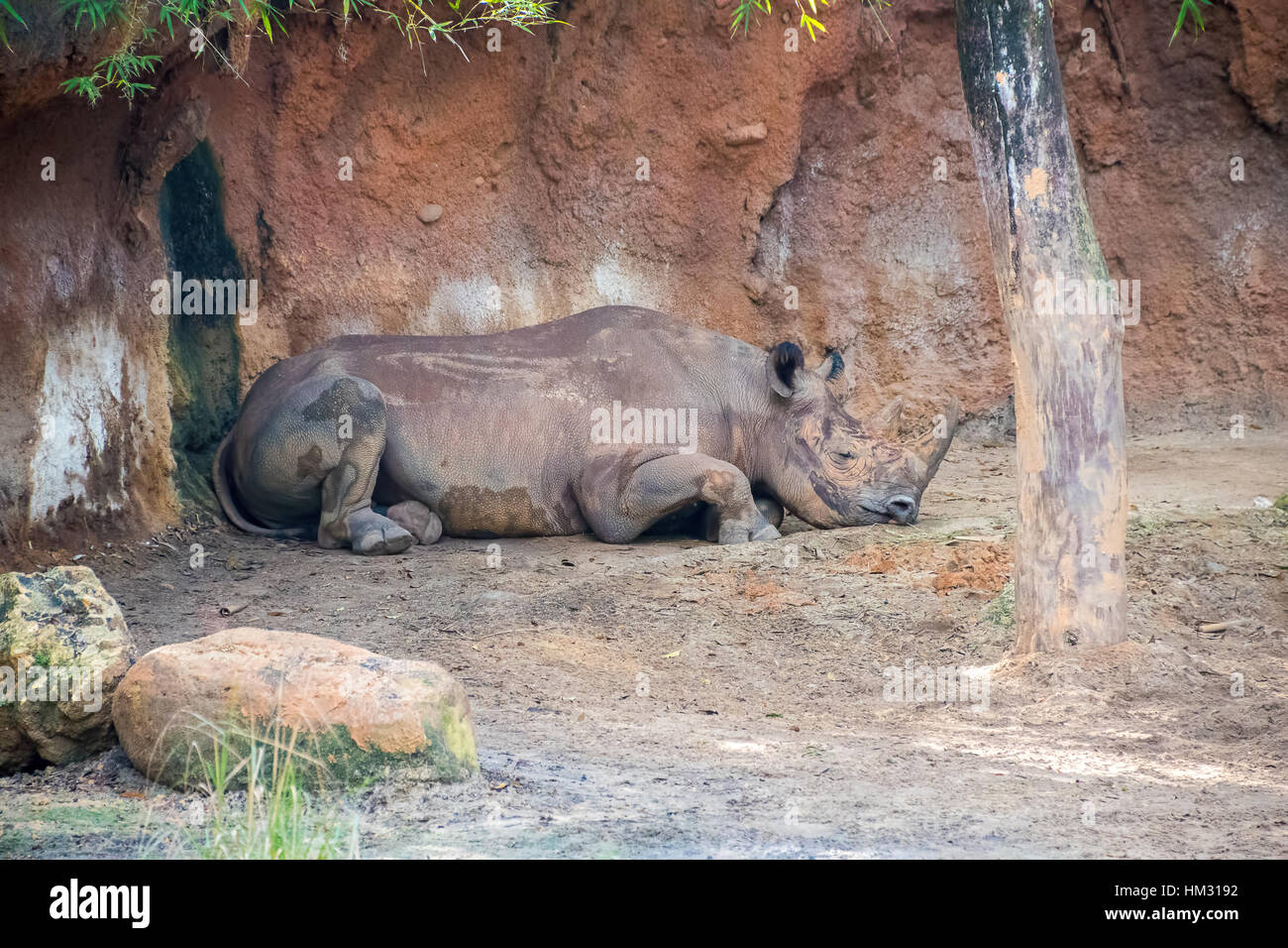 White rhino laying on the ground Stock Photo - Alamy
