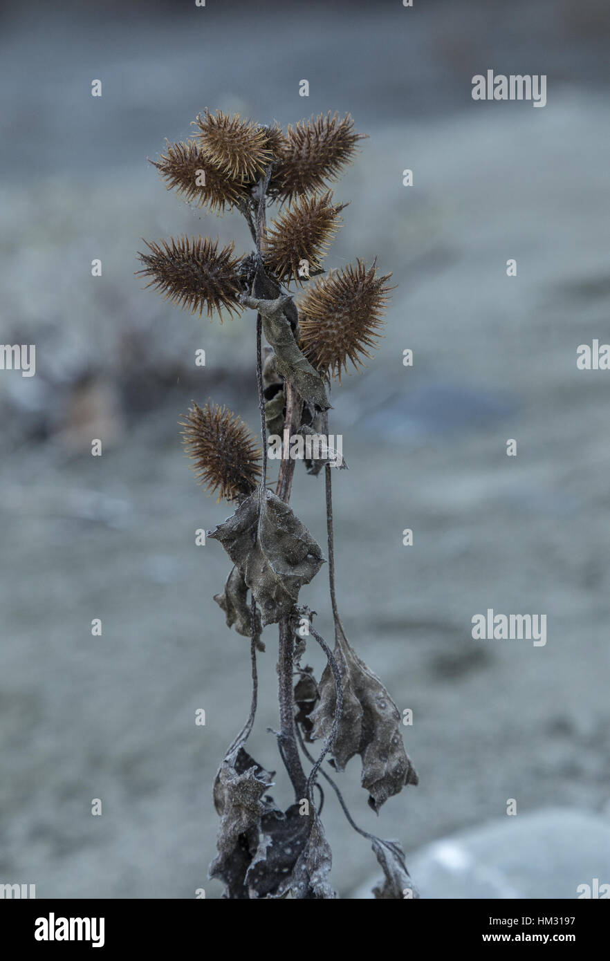 Cocklebur hi-res stock photography and images - Alamy